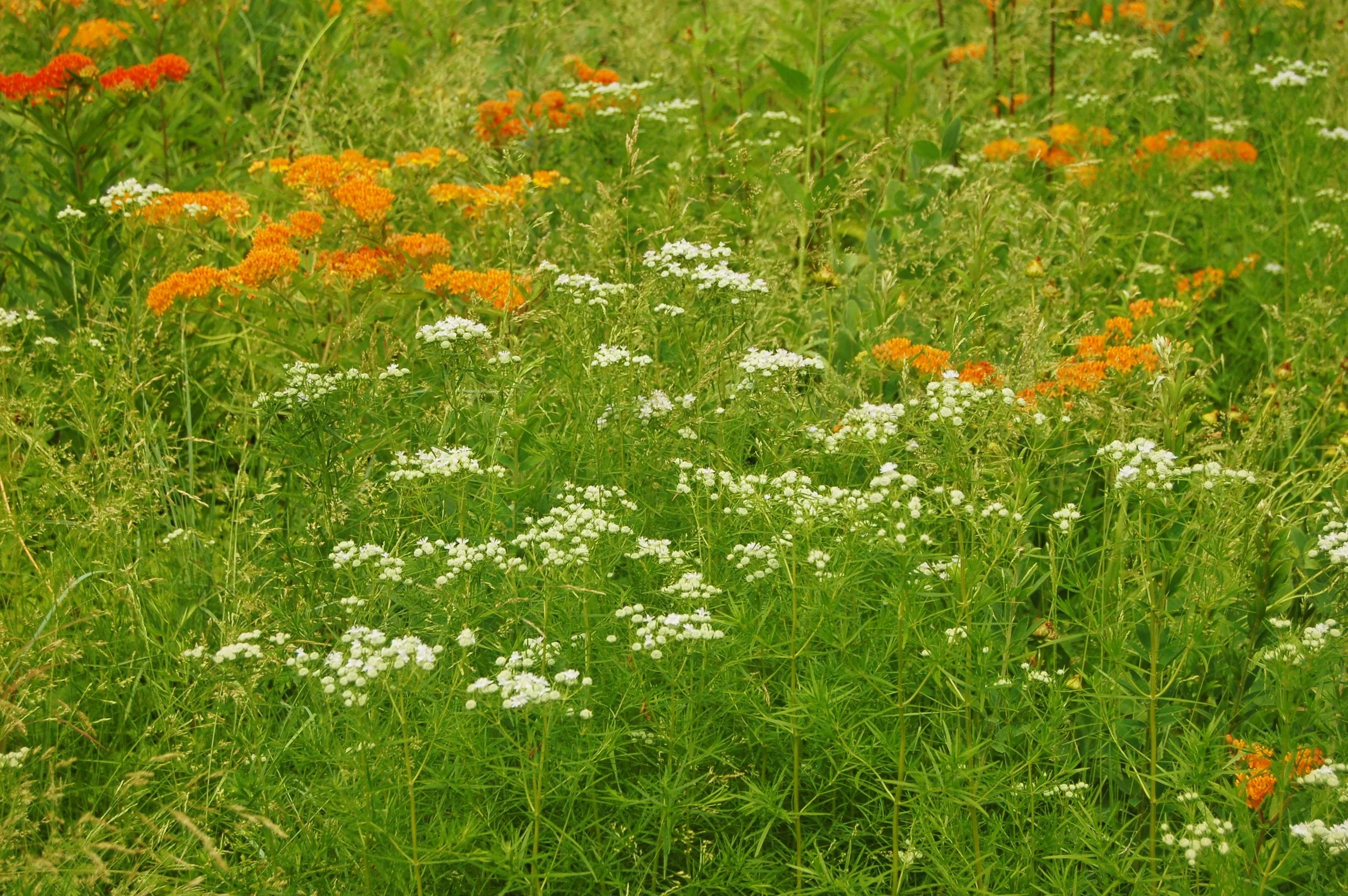 Live Plants H-R — Wood Thrush Native Nursery