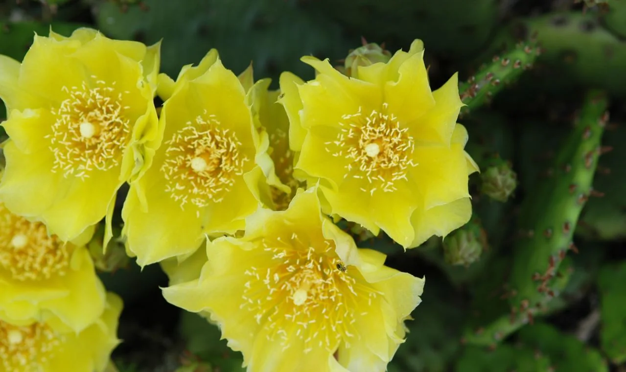 Live Plants H-R — Wood Thrush Native Nursery