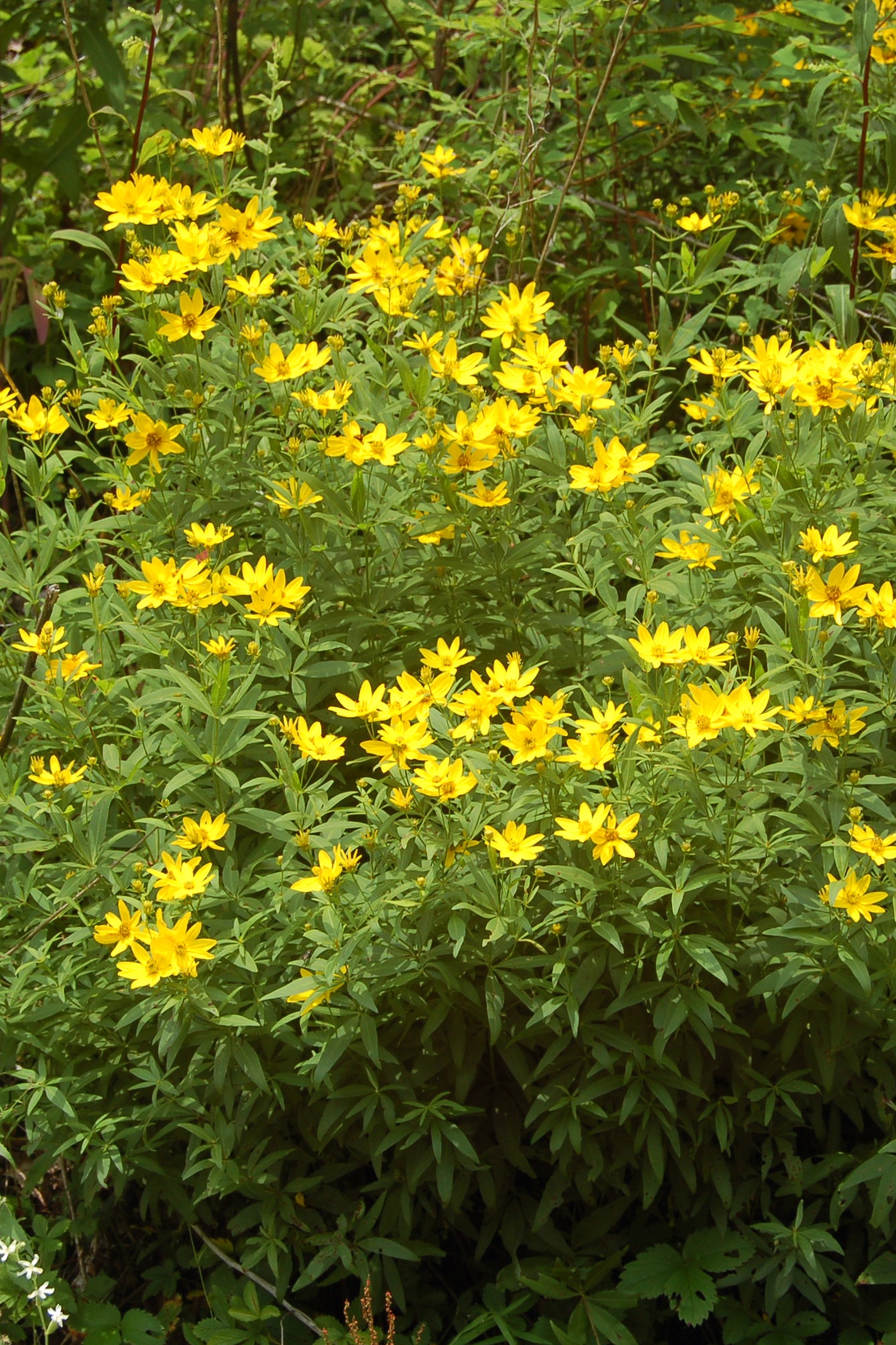 Live Plants A-G — Wood Thrush Native Nursery