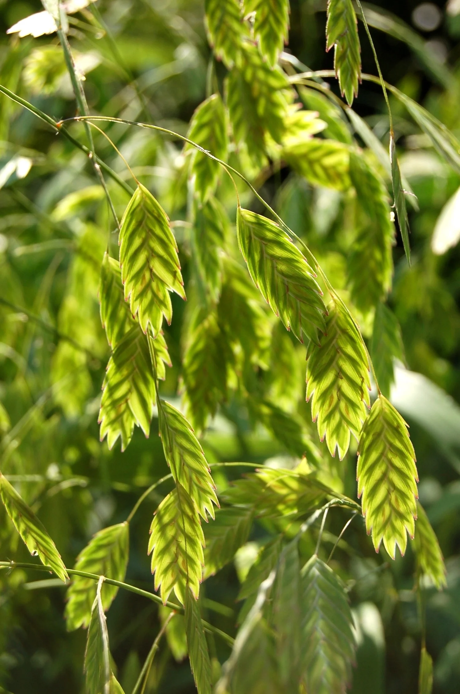 Live Plants A-G — Wood Thrush Native Nursery