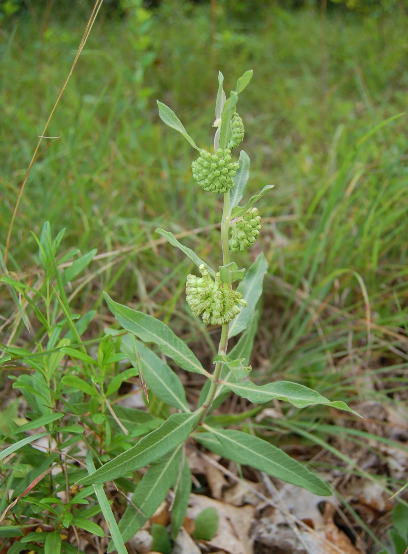 Live Plants A-G — Wood Thrush Native Nursery
