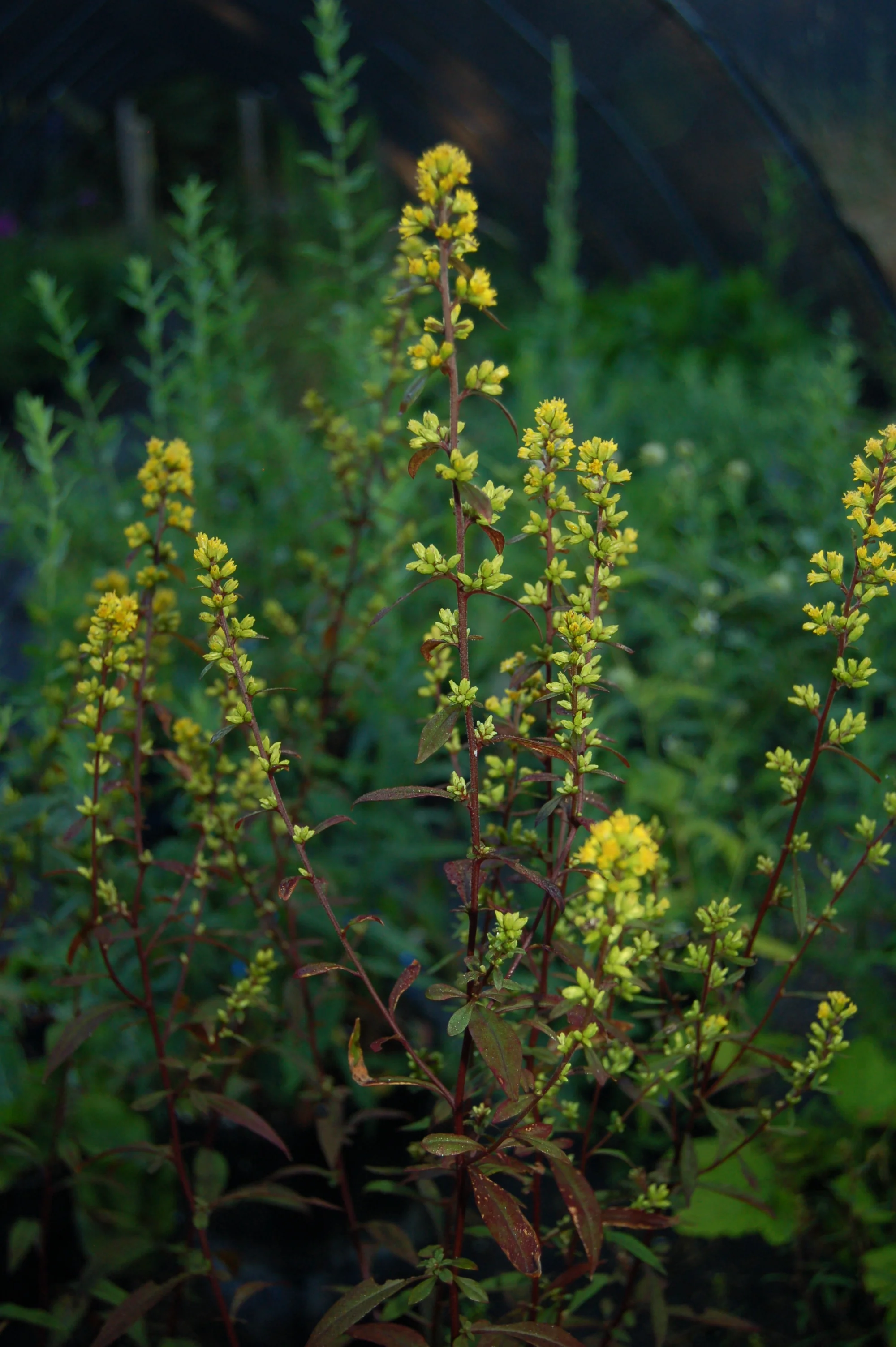 Live Plants N-Z — Wood Thrush Native Nursery