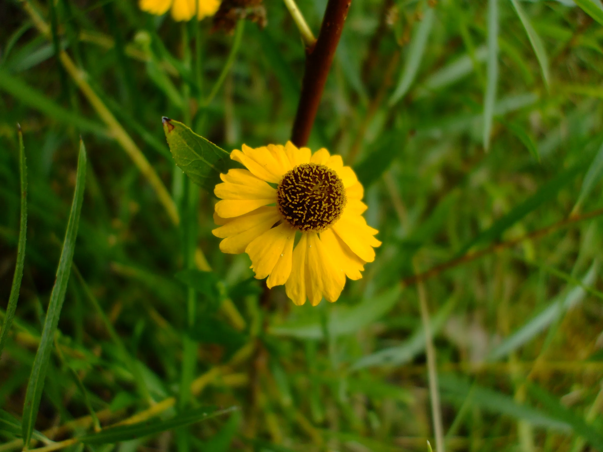 Live Plants H-R — Wood Thrush Native Nursery