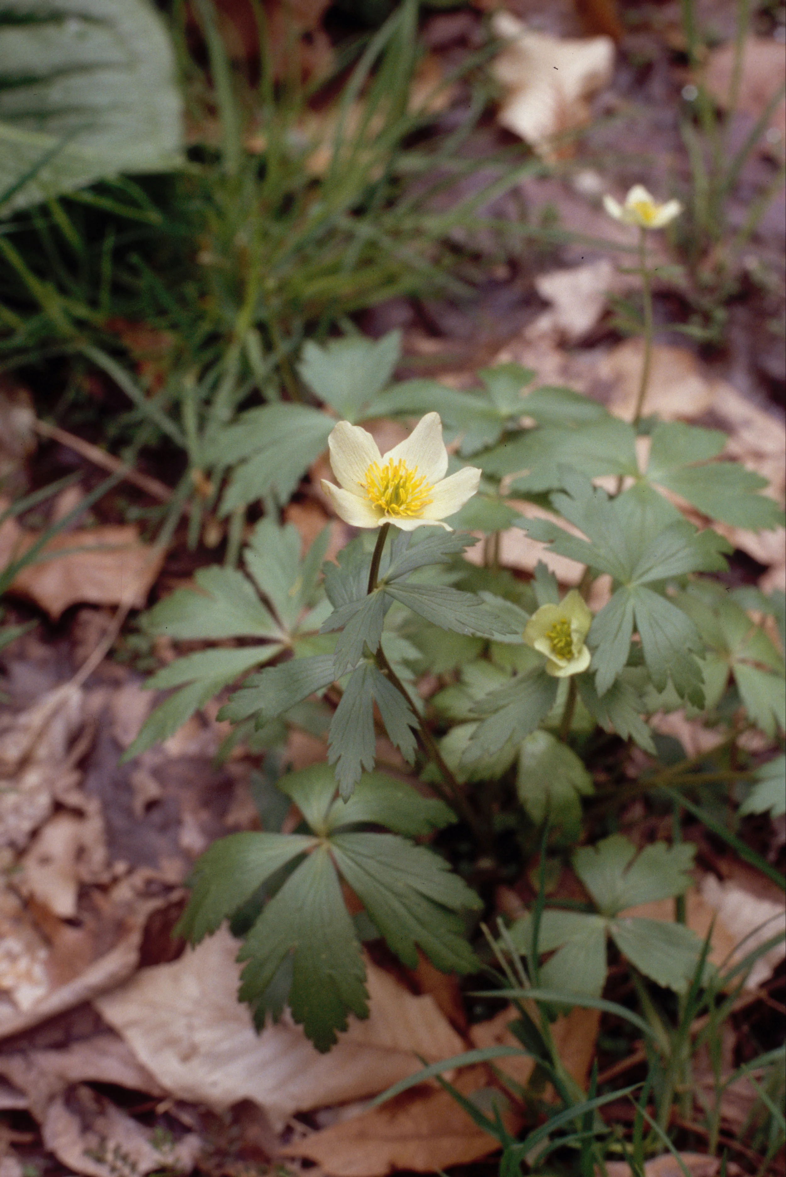 Live Plants S-Z — Wood Thrush Native Nursery