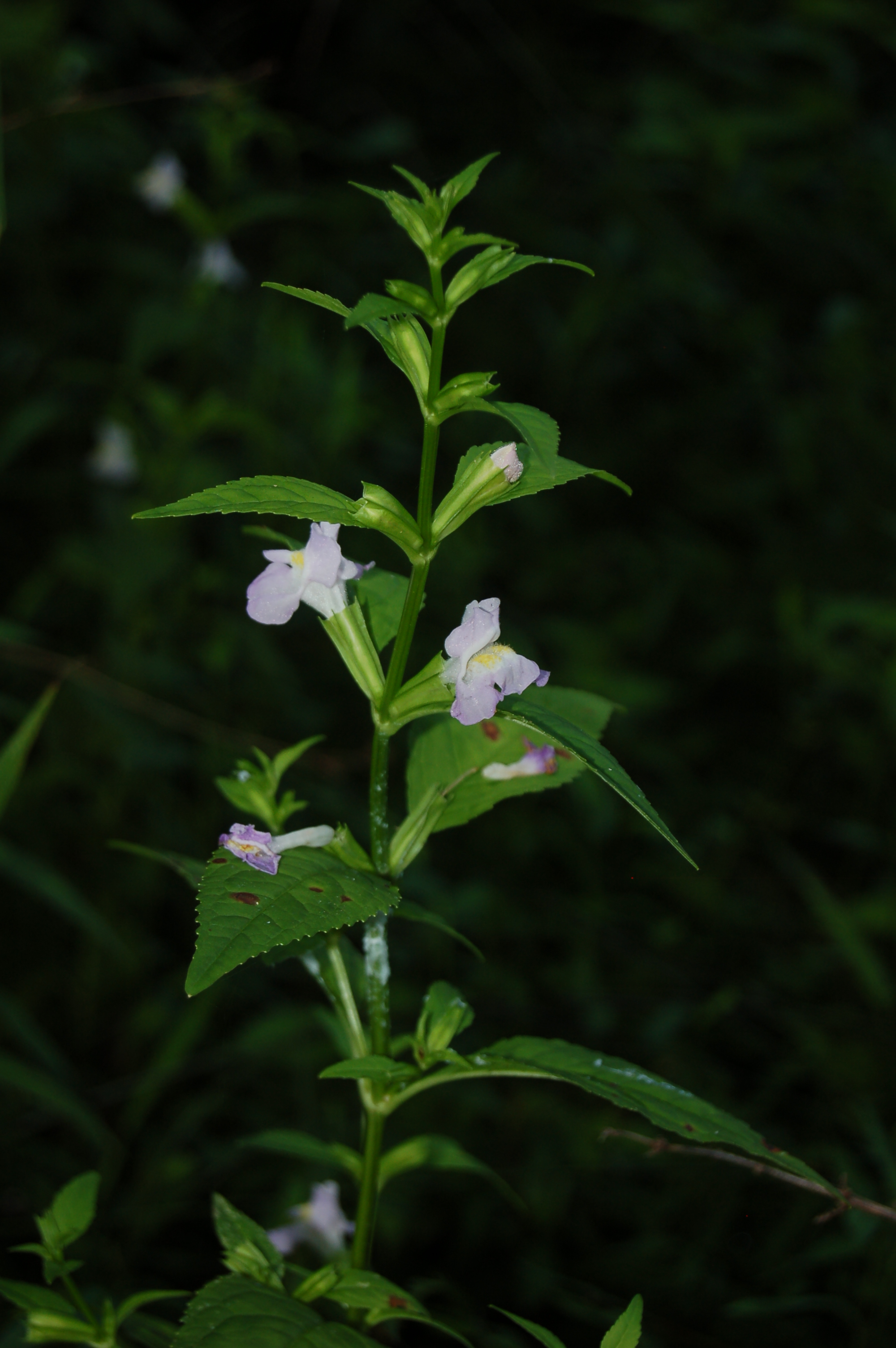 Live Plants H-R — Wood Thrush Native Nursery