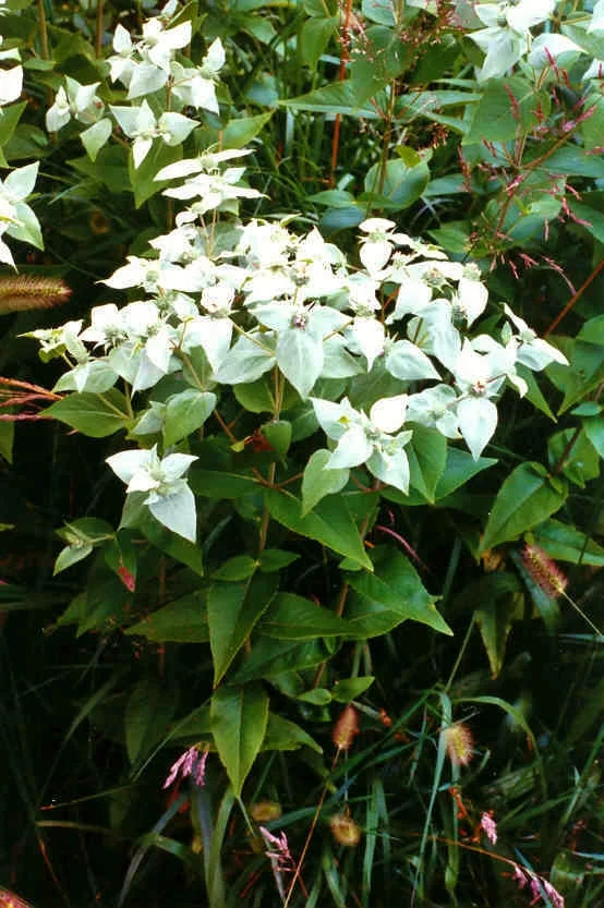Live Plants H-R — Wood Thrush Native Nursery
