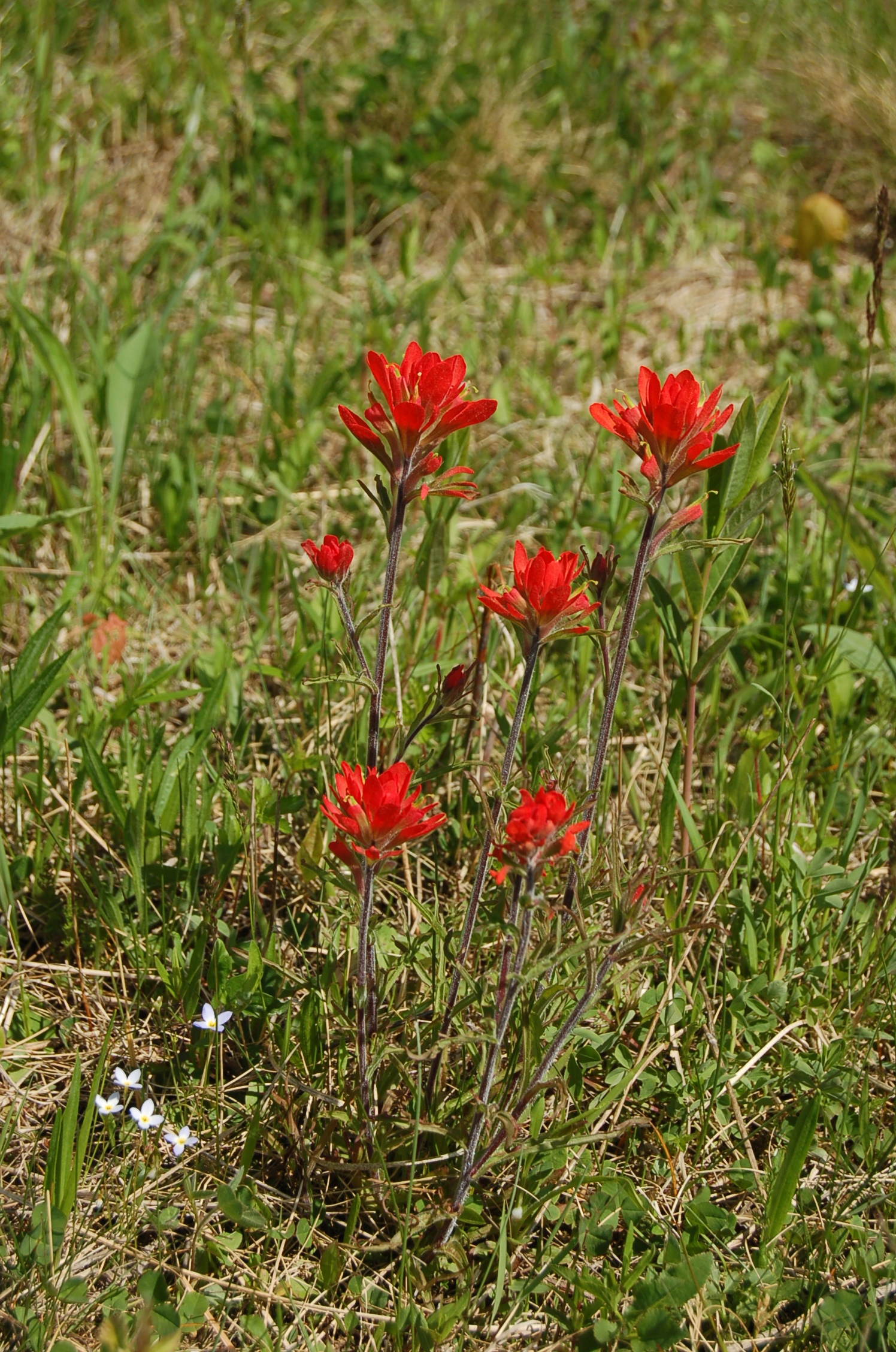 Live Plants A-G — Wood Thrush Native Nursery