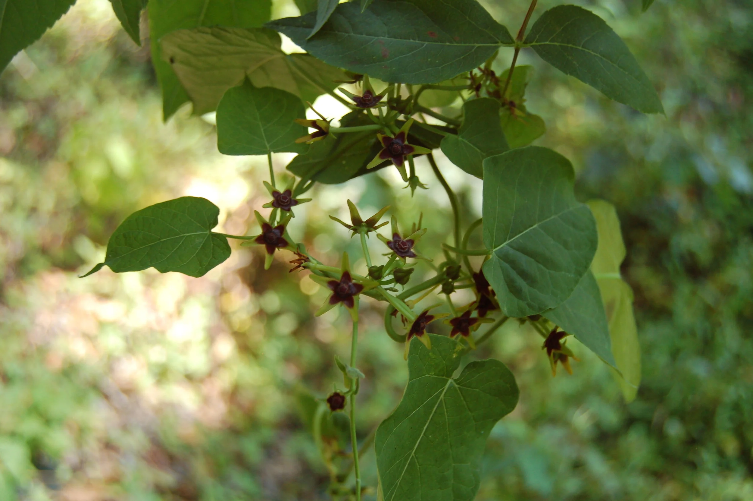Live Plants A-G — Wood Thrush Native Nursery