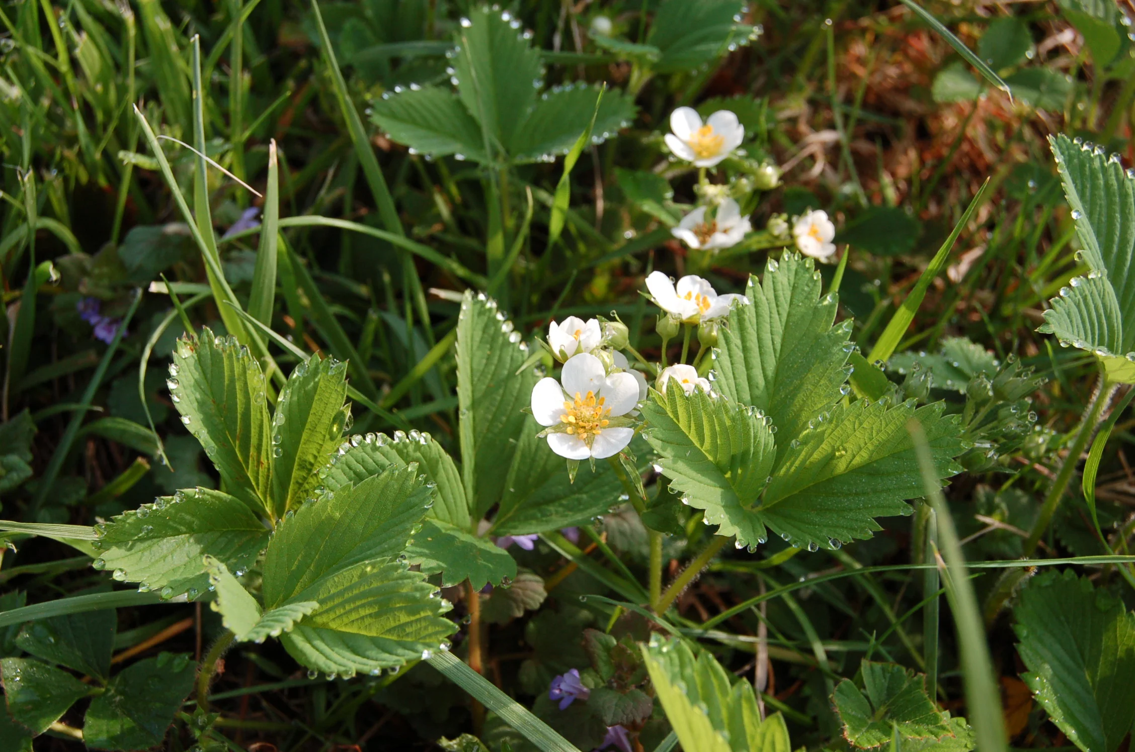 Live Plants A-G — Wood Thrush Native Nursery