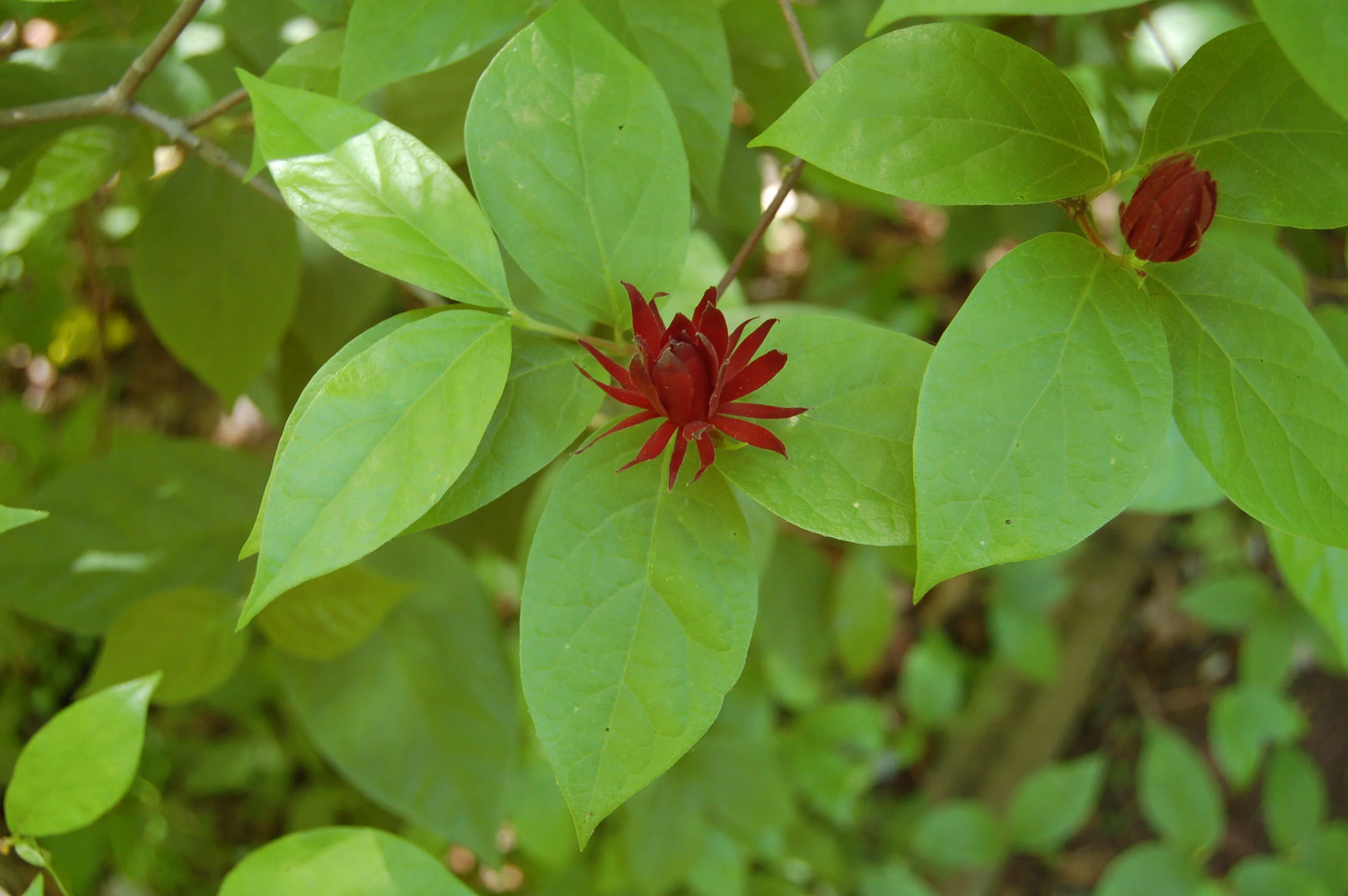 Live Plants A-G — Wood Thrush Native Nursery