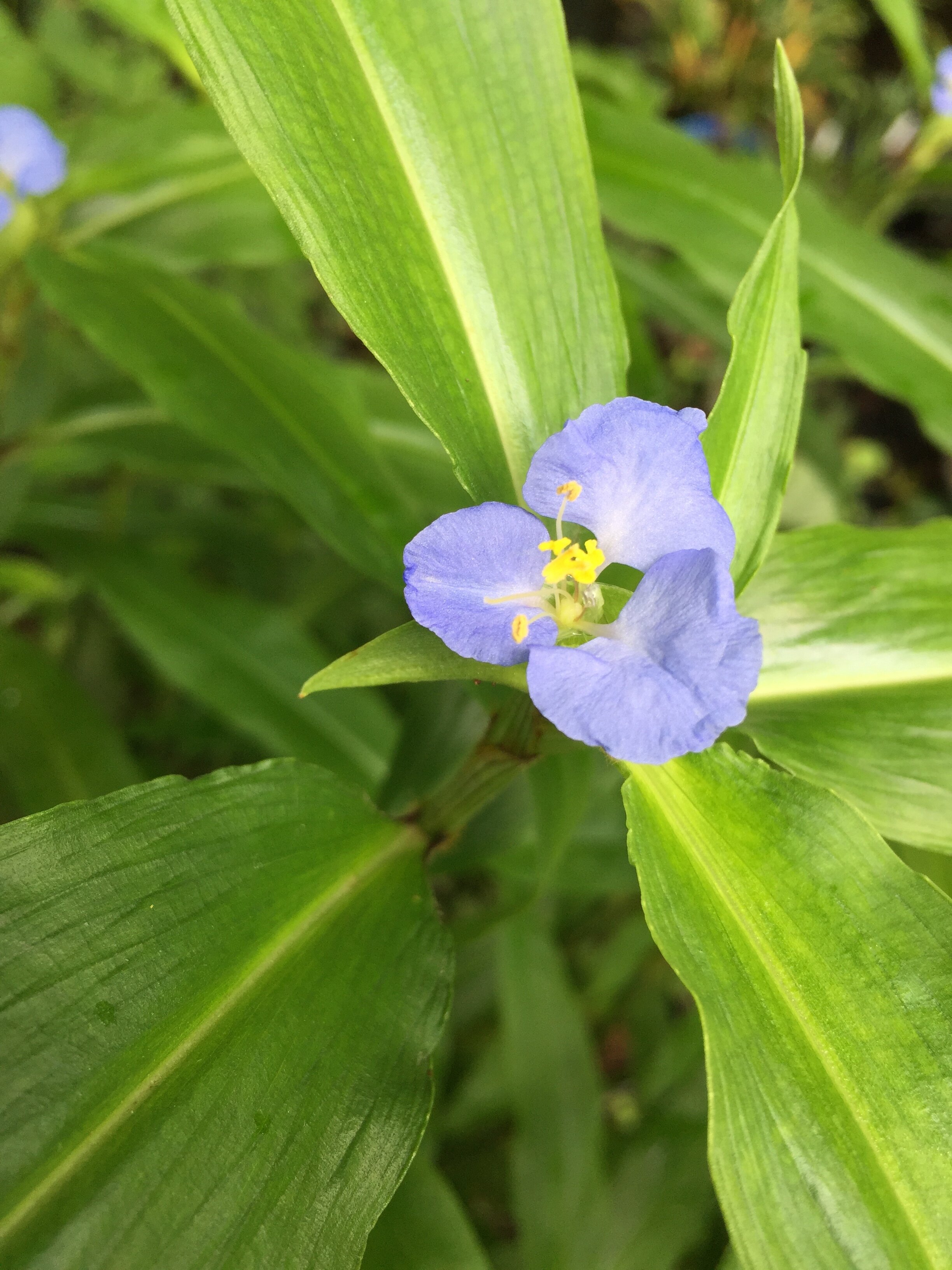Live Plants A-G — Wood Thrush Native Nursery