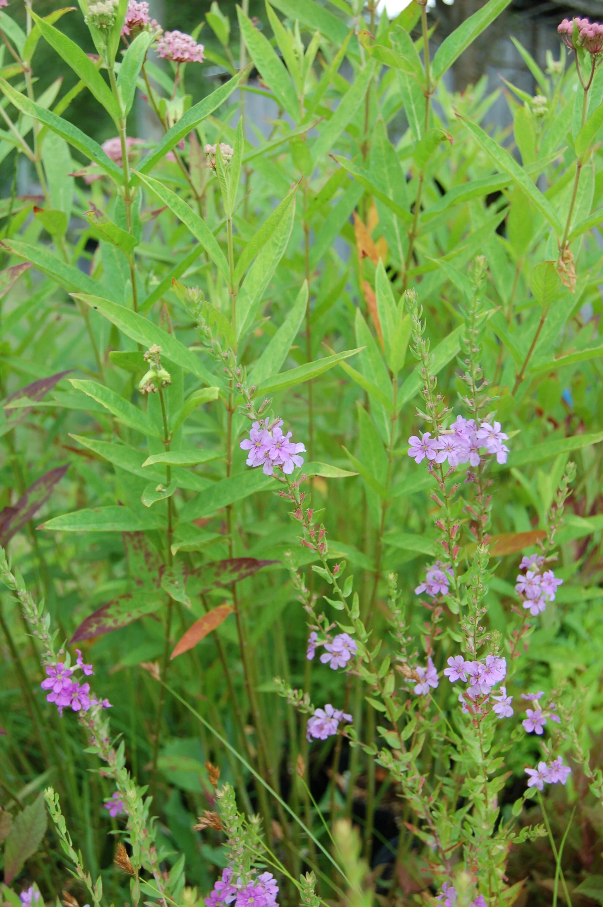 Live Plants H-R — Wood Thrush Native Nursery