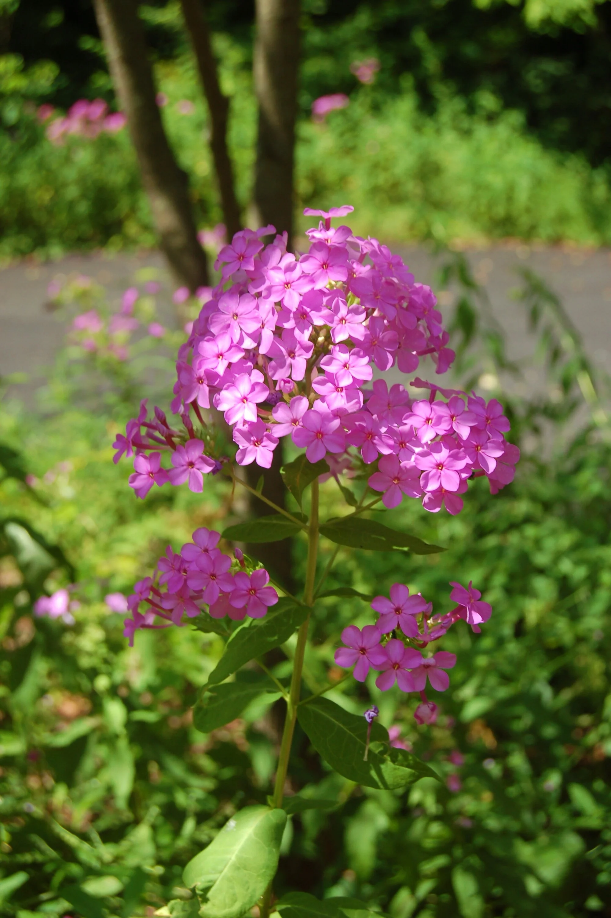 Live Plants H-R — Wood Thrush Native Nursery