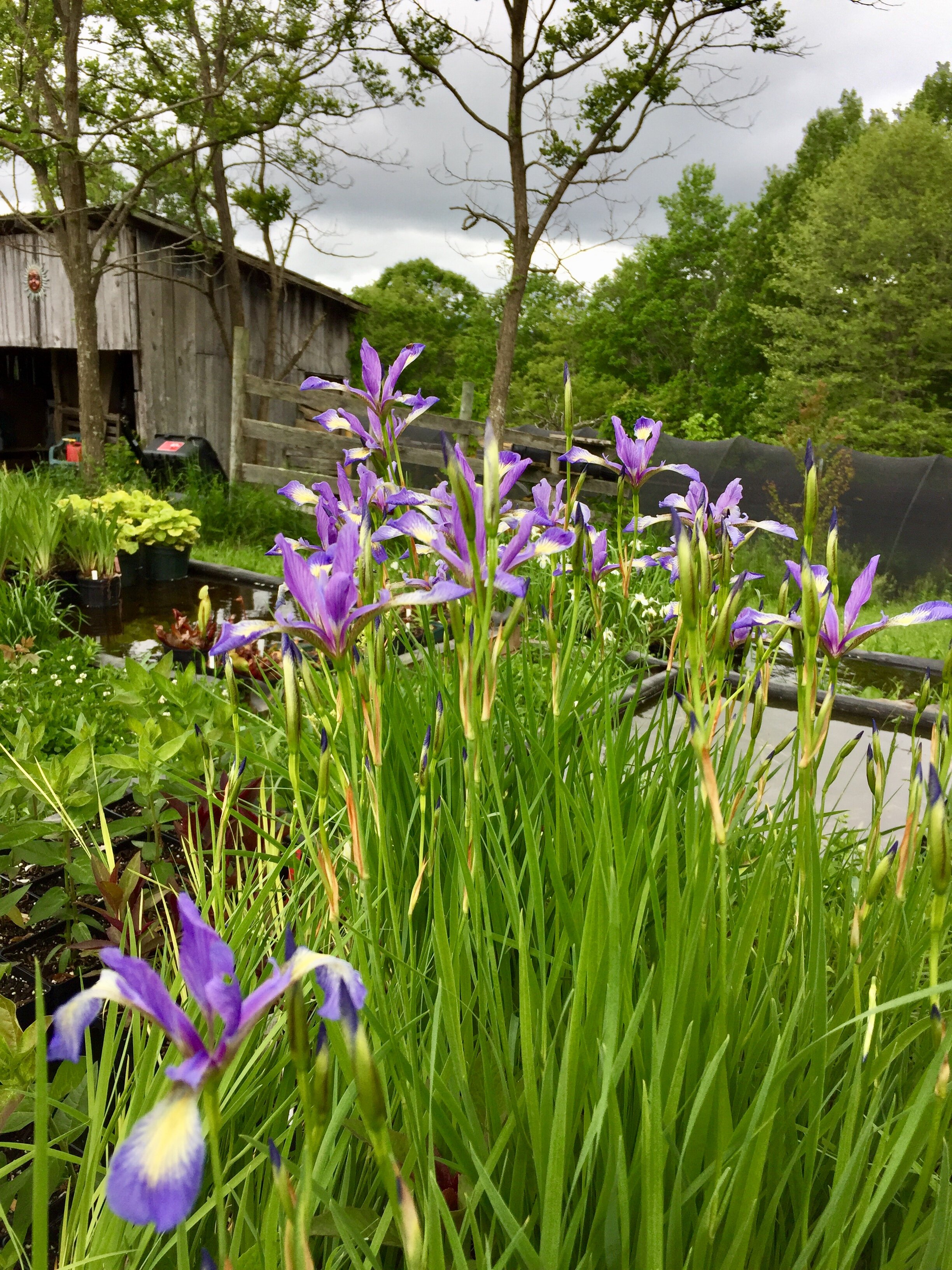 Live Plants H-R — Wood Thrush Native Nursery