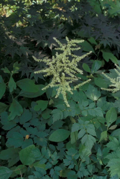 Live Plants A-G — Wood Thrush Native Nursery