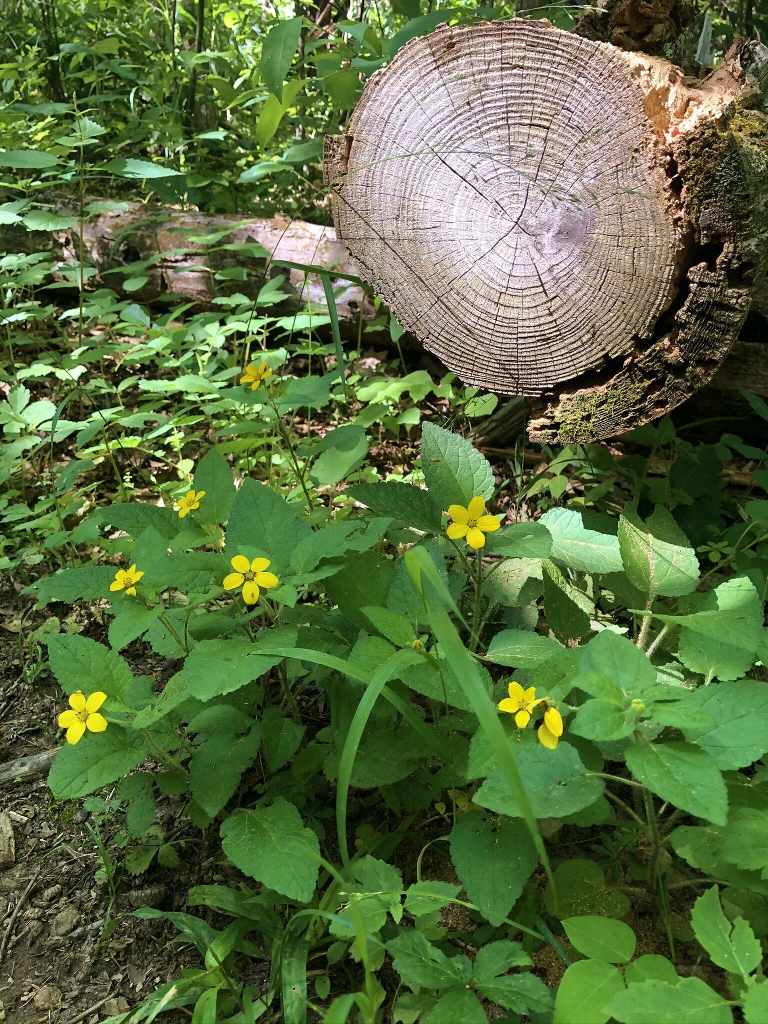 Live Plants A-G — Wood Thrush Native Nursery