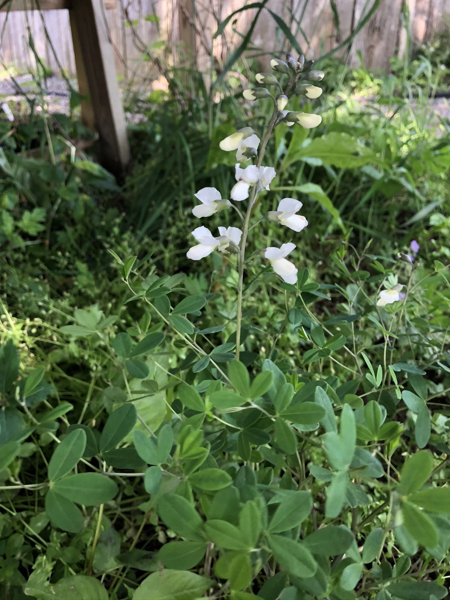 Live Plants A-G — Wood Thrush Native Nursery