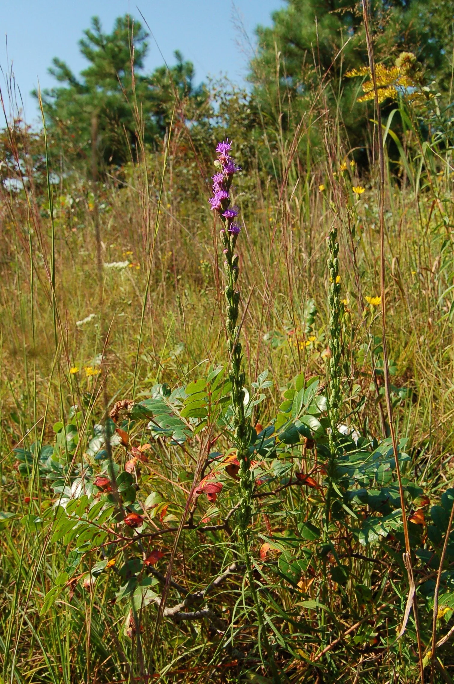 Live Plants H-R — Wood Thrush Native Nursery