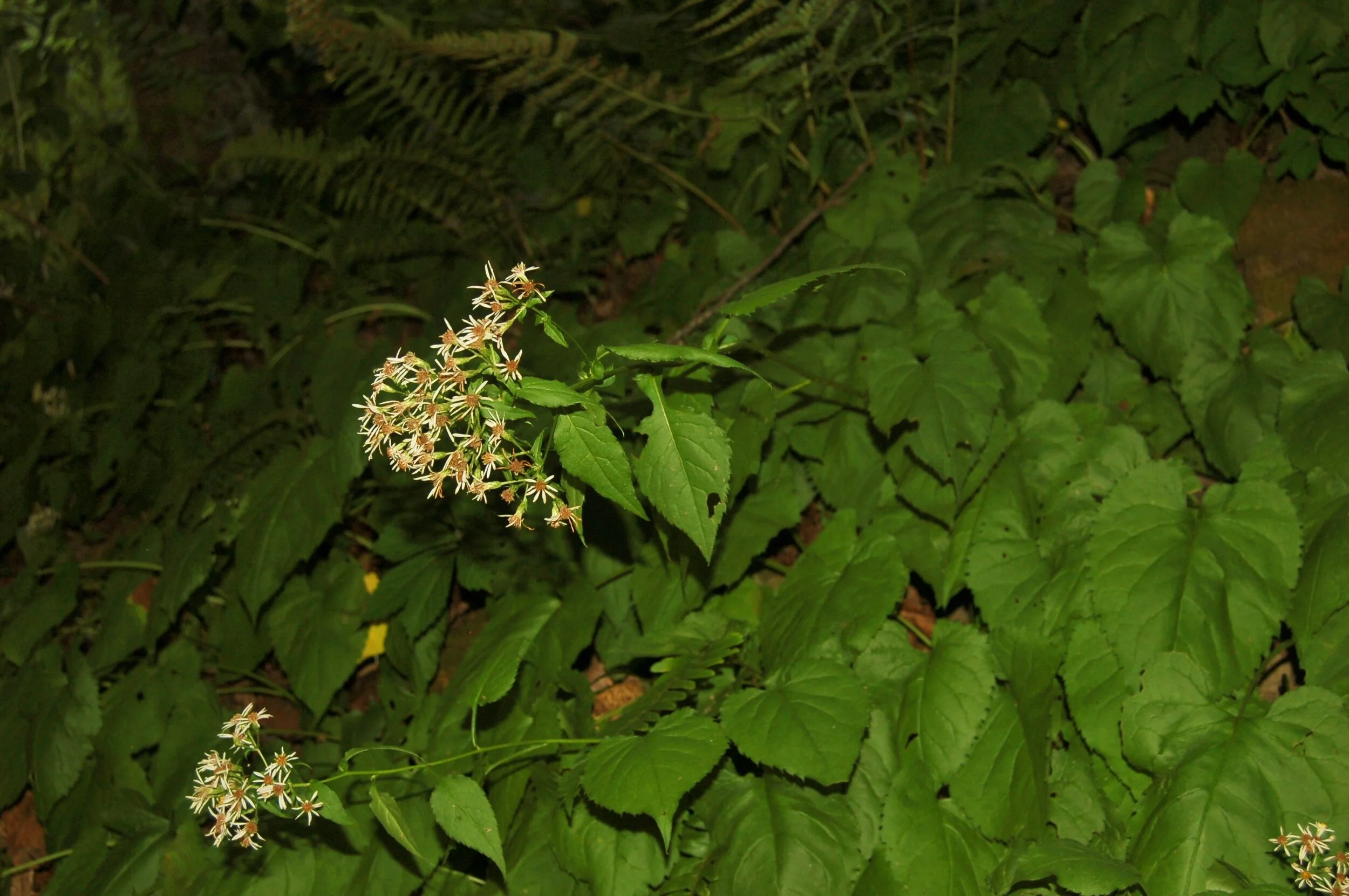 Live Plants A-G — Wood Thrush Native Nursery