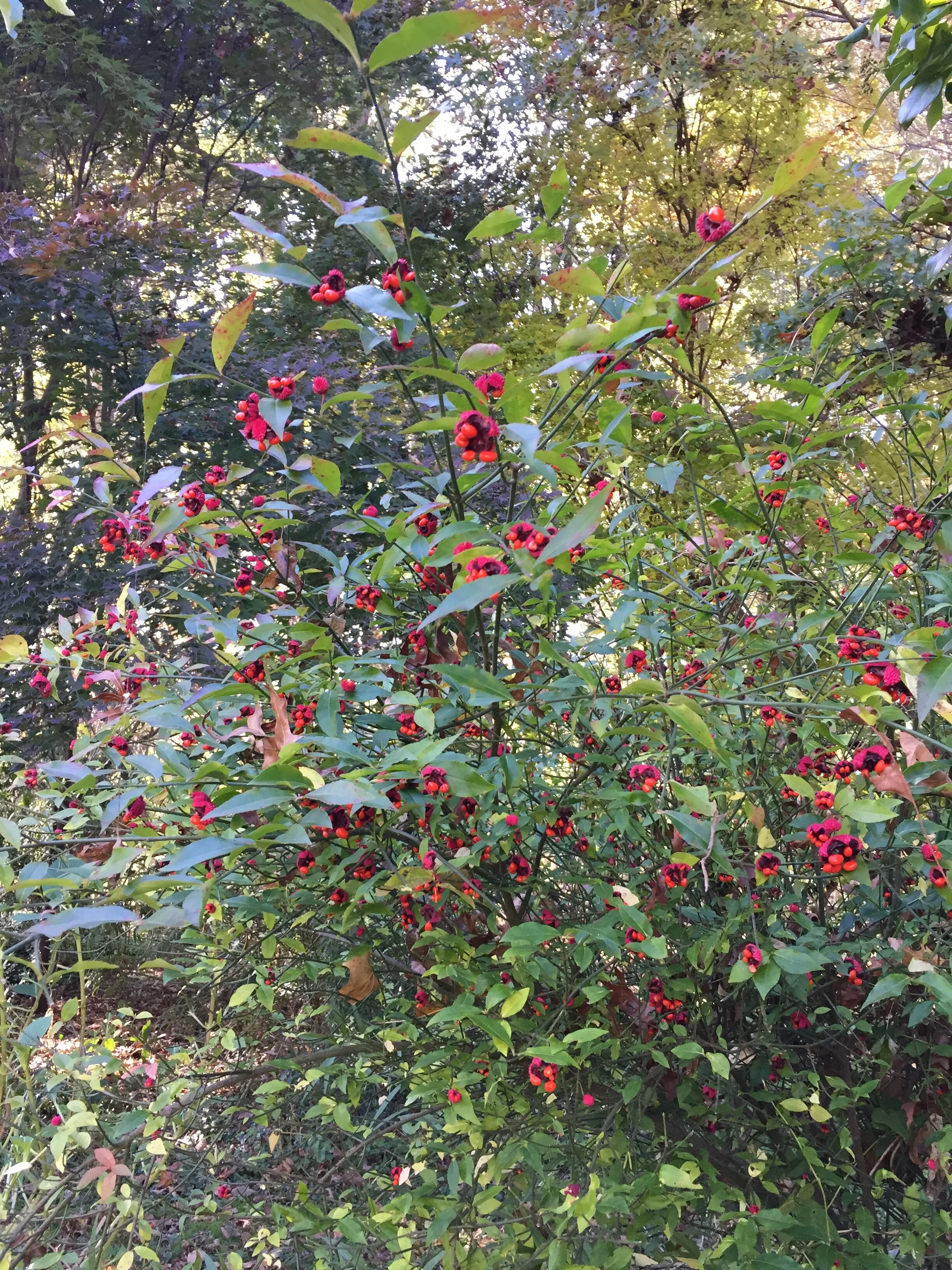 Live Plants A-G — Wood Thrush Native Nursery