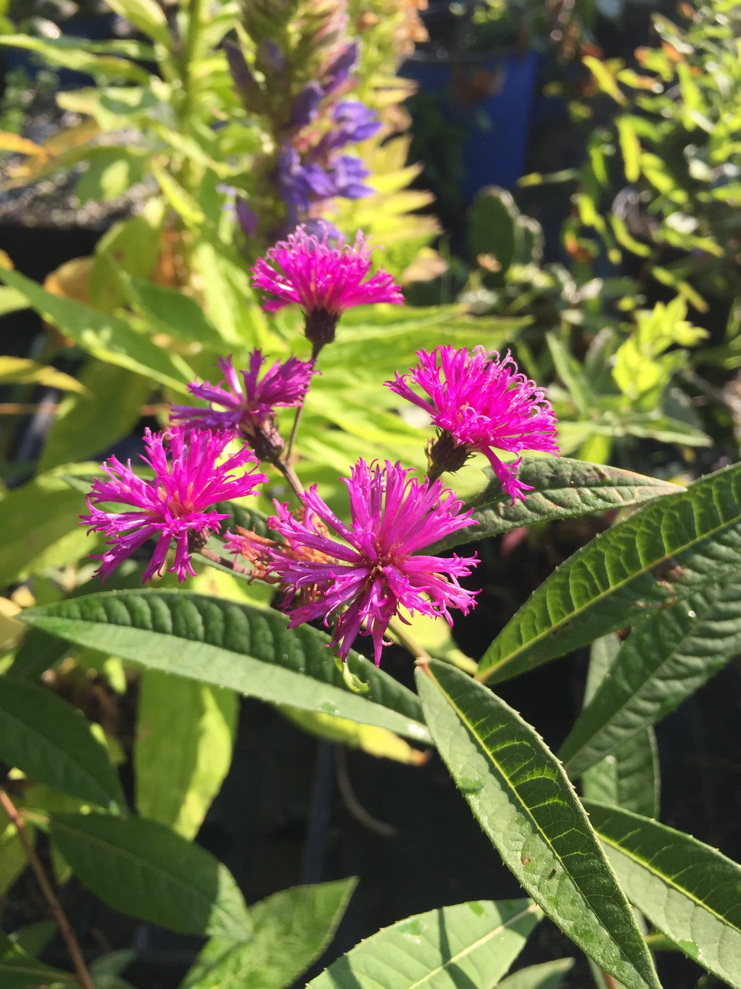 Live Plants S-Z — Wood Thrush Native Nursery