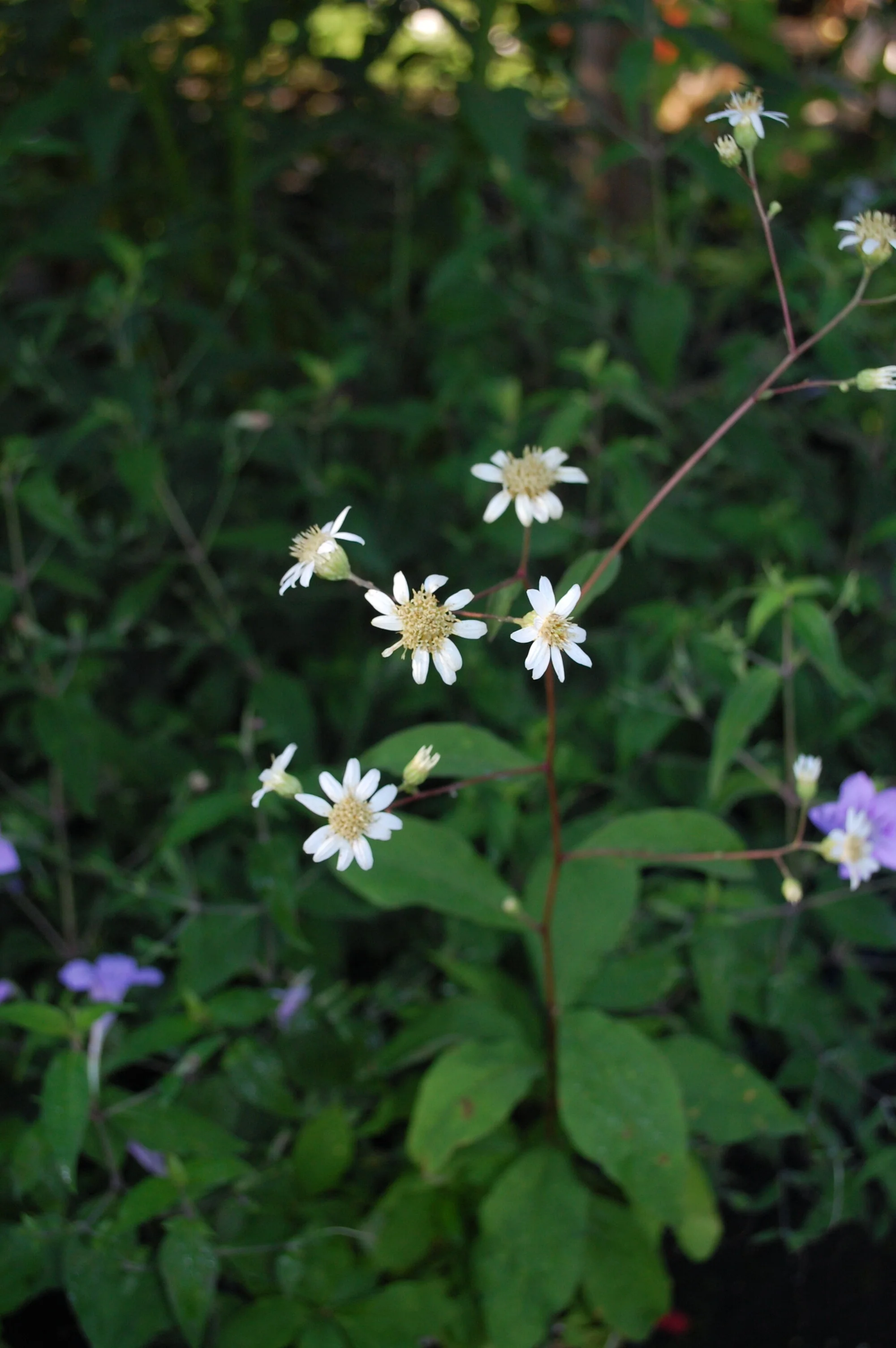 Live Plants A-G — Wood Thrush Native Nursery
