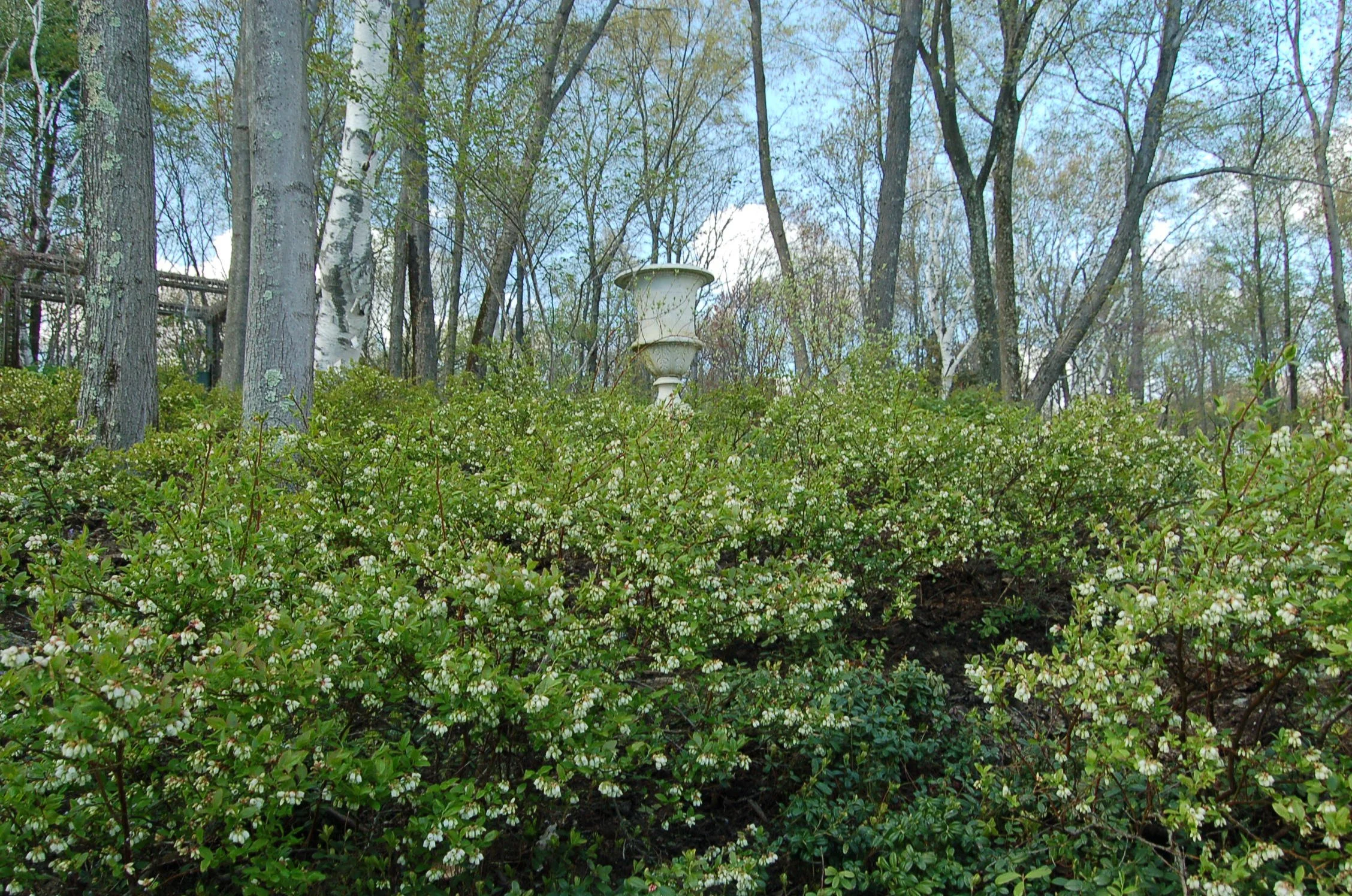 Live Plants S-Z — Wood Thrush Native Nursery