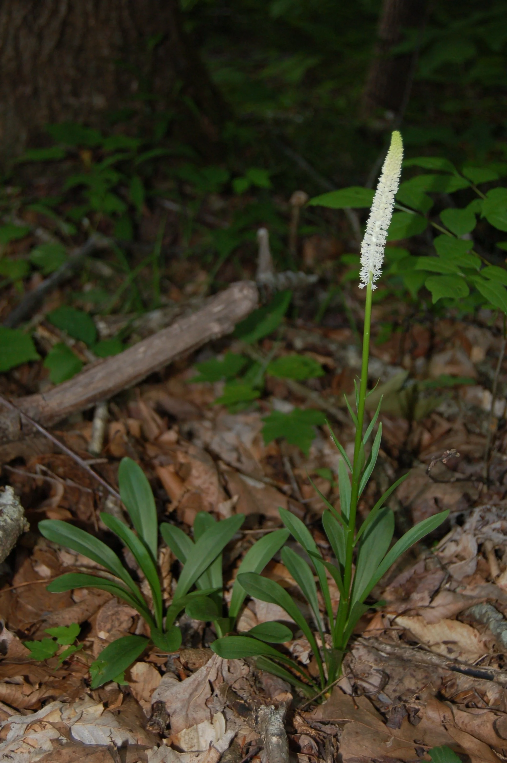 Live Plants A-G — Wood Thrush Native Nursery