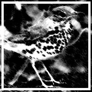 Live Plants S-Z — Wood Thrush Native Nursery