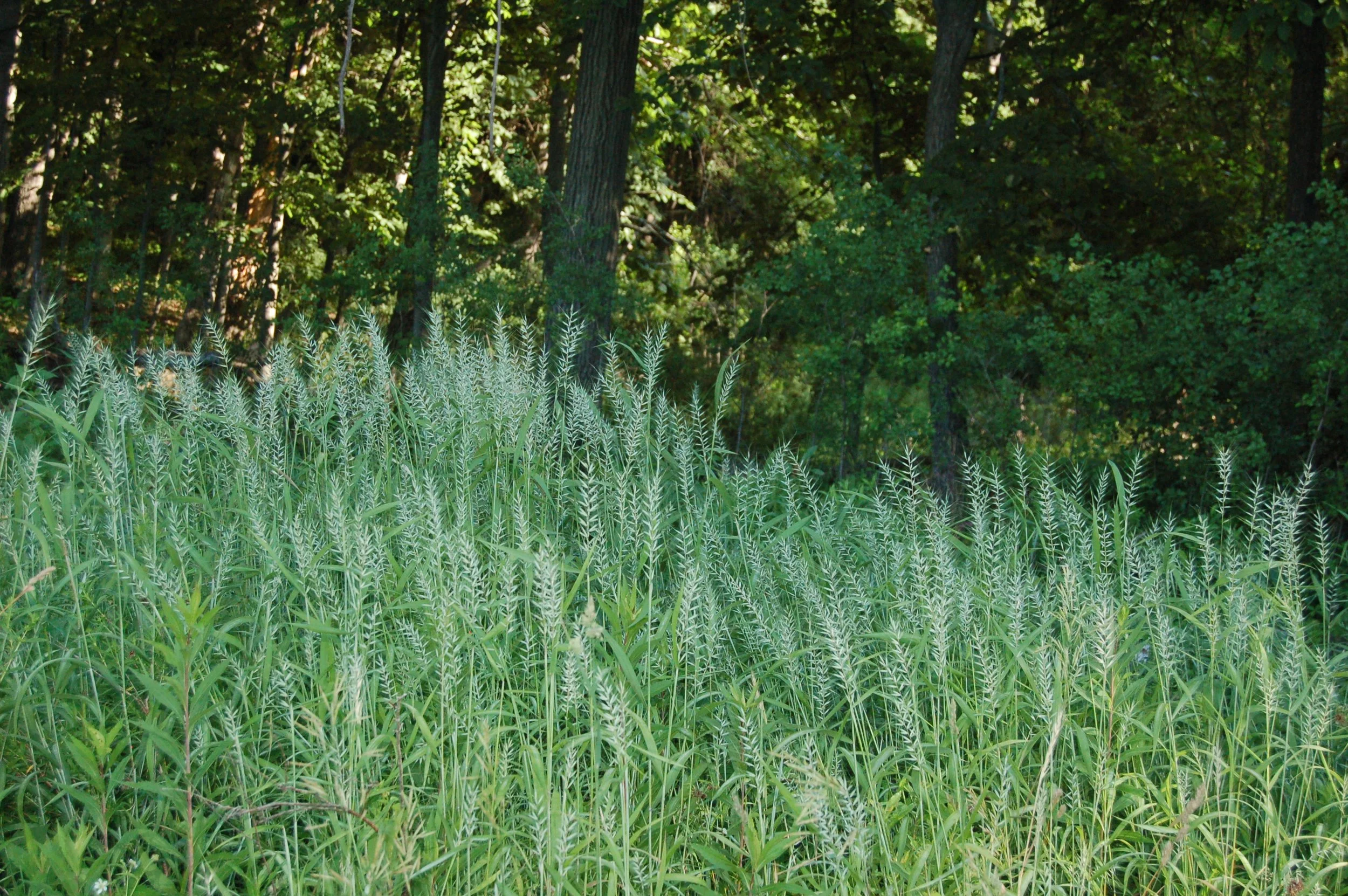 Elymus Hystrix