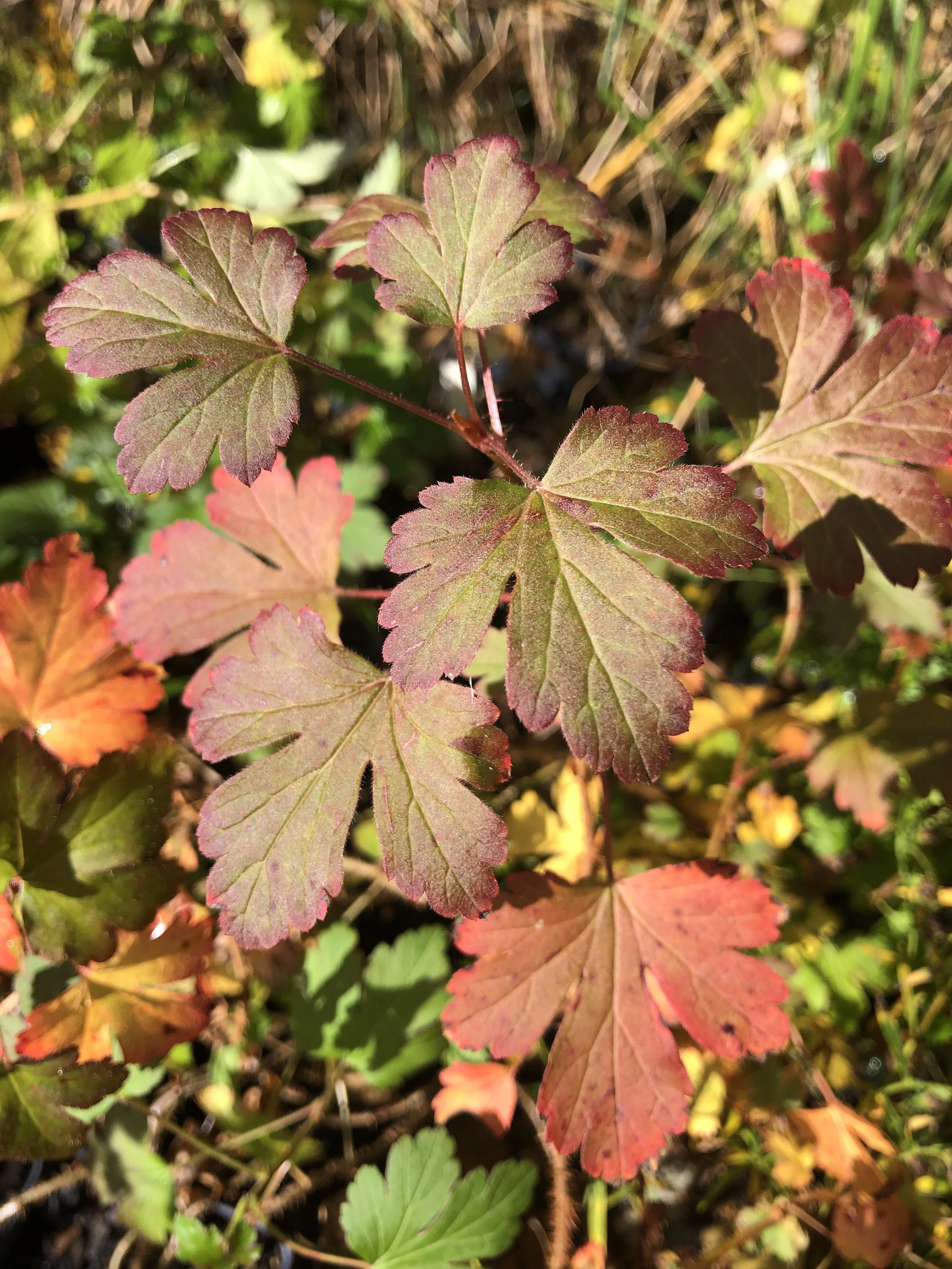 Live Plants H-R — Wood Thrush Native Nursery