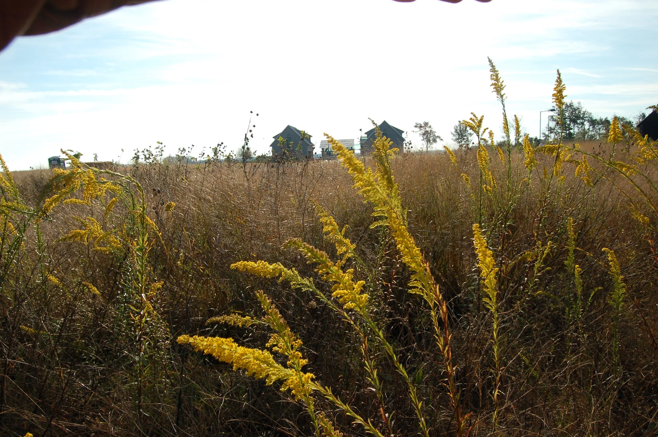 Live Plants S-Z — Wood Thrush Native Nursery
