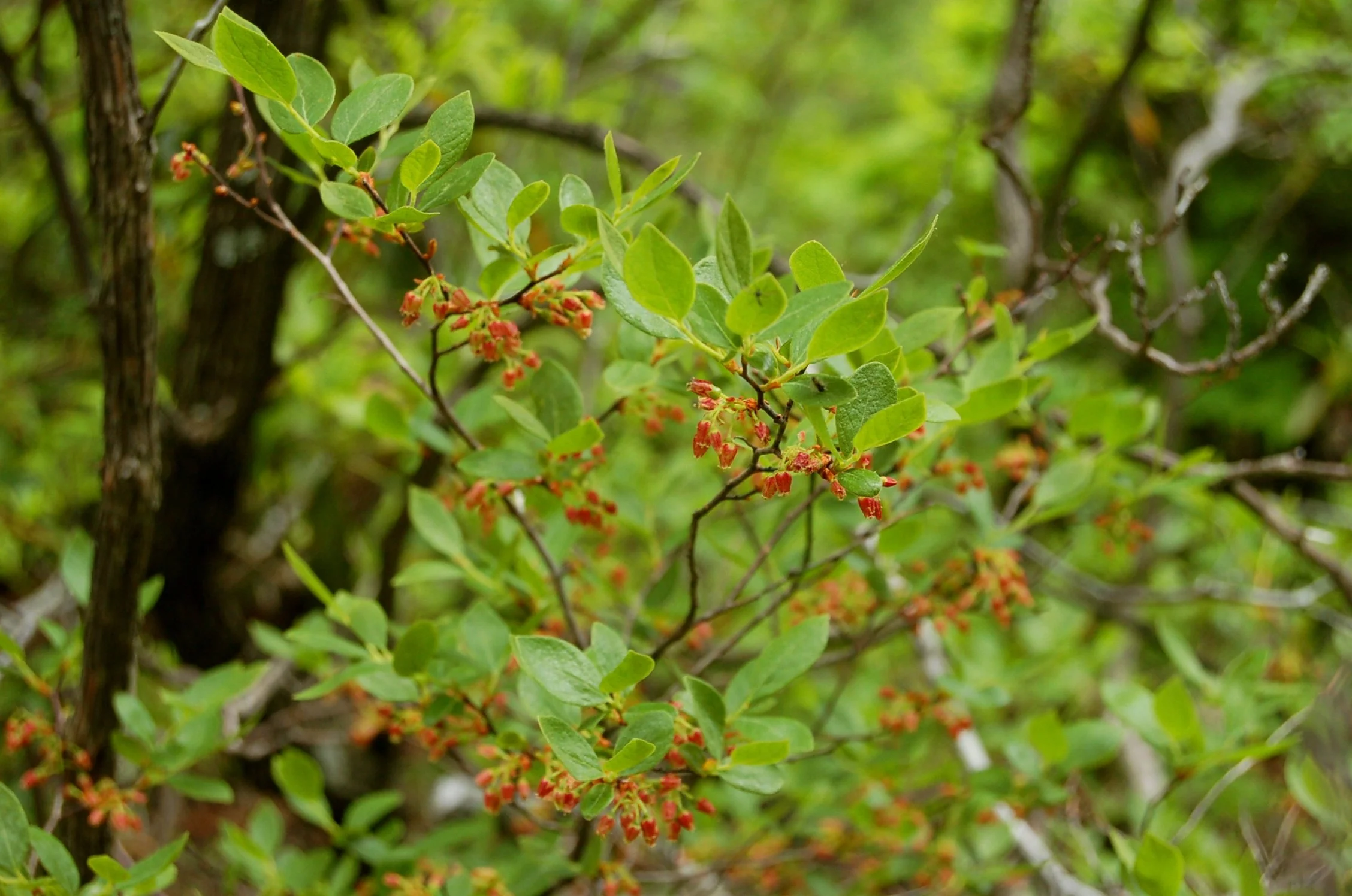 Live Plants A-G — Wood Thrush Native Nursery