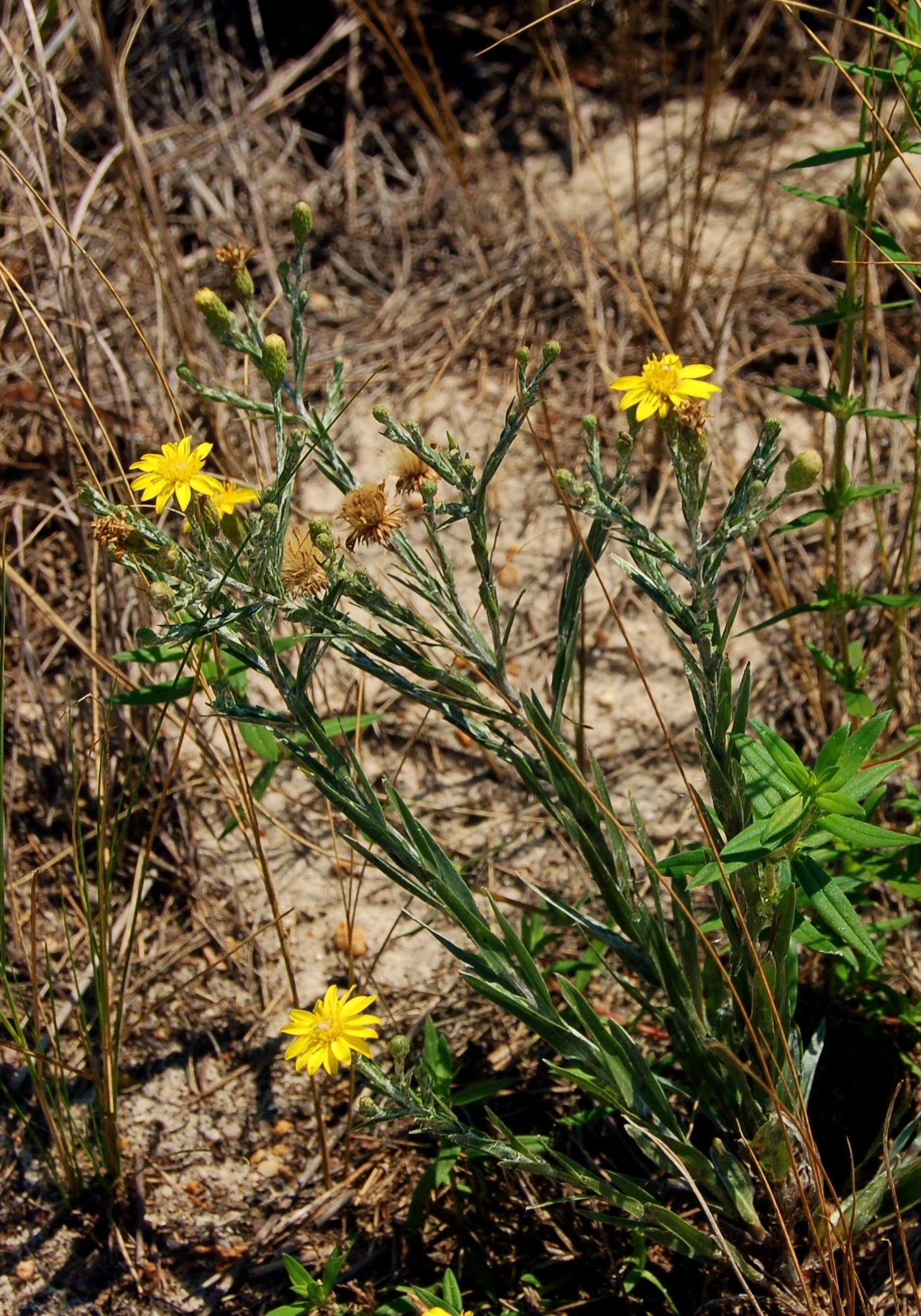 Live Plants H-R — Wood Thrush Native Nursery
