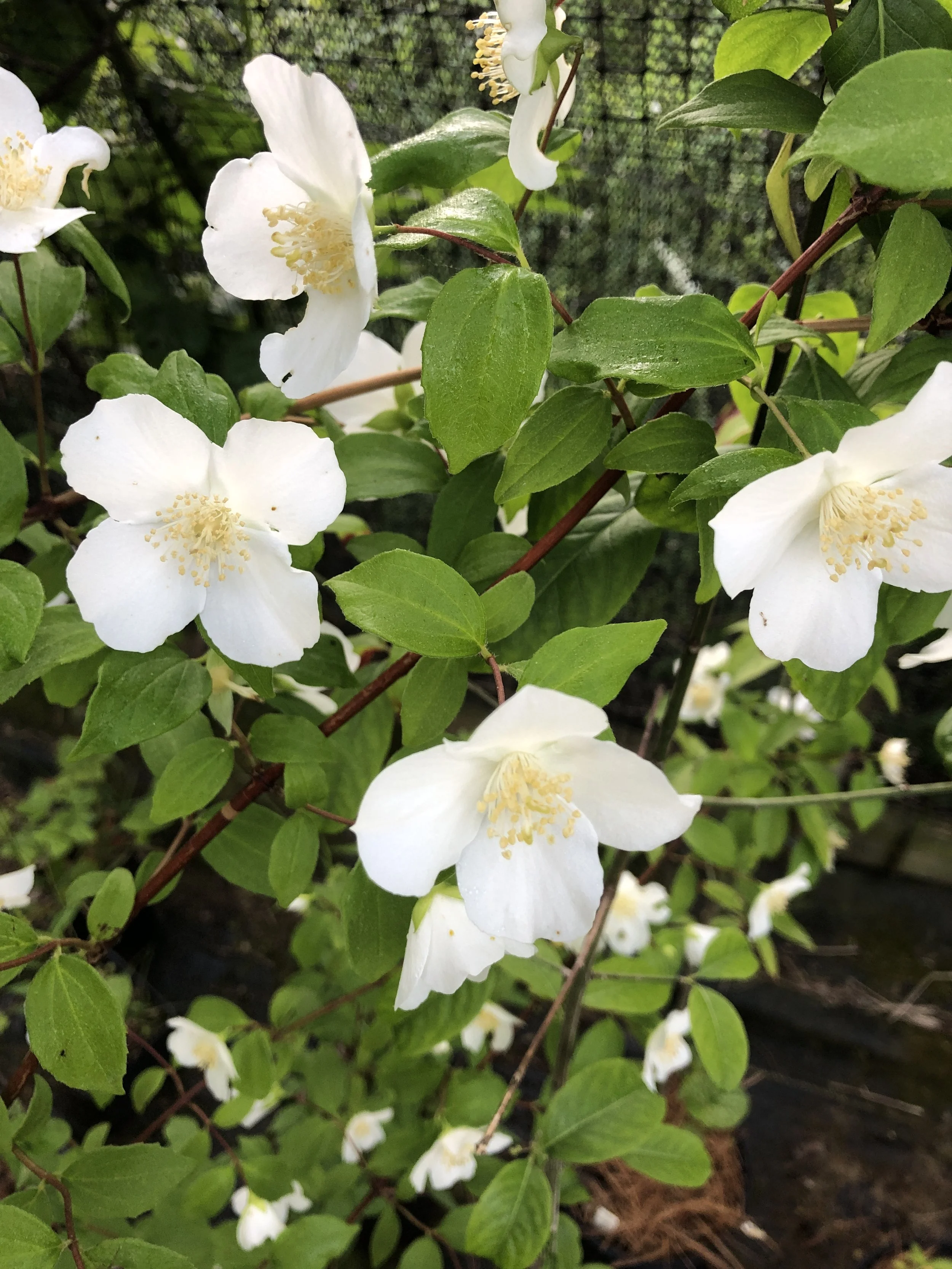 Live Plants H-R — Wood Thrush Native Nursery