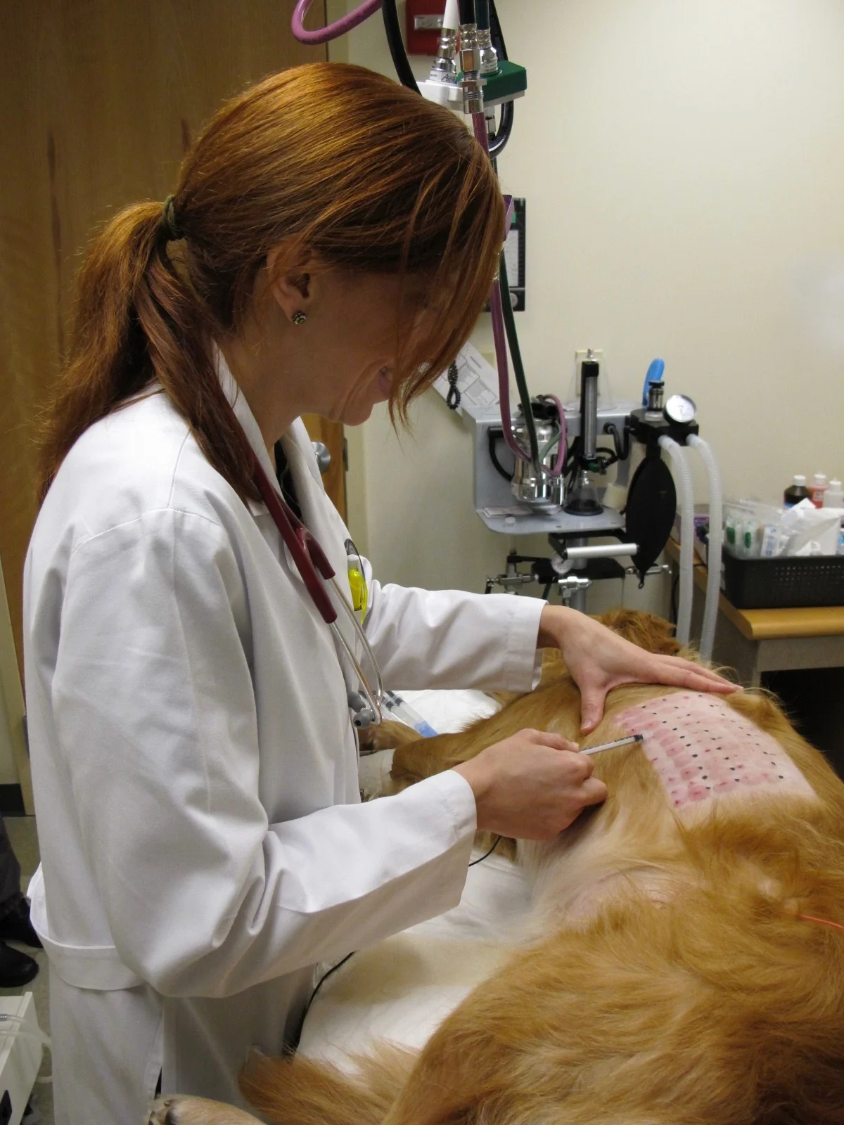 What Is A Veterinary Dermatologist ADAS ADAS What Is A Veterinary Dermatologist ADAS ADAS