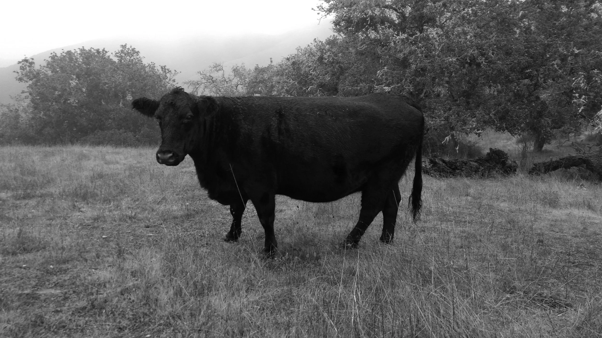 Get Christ’s Steadfastness In Your Bones – JESUS FAMOUS