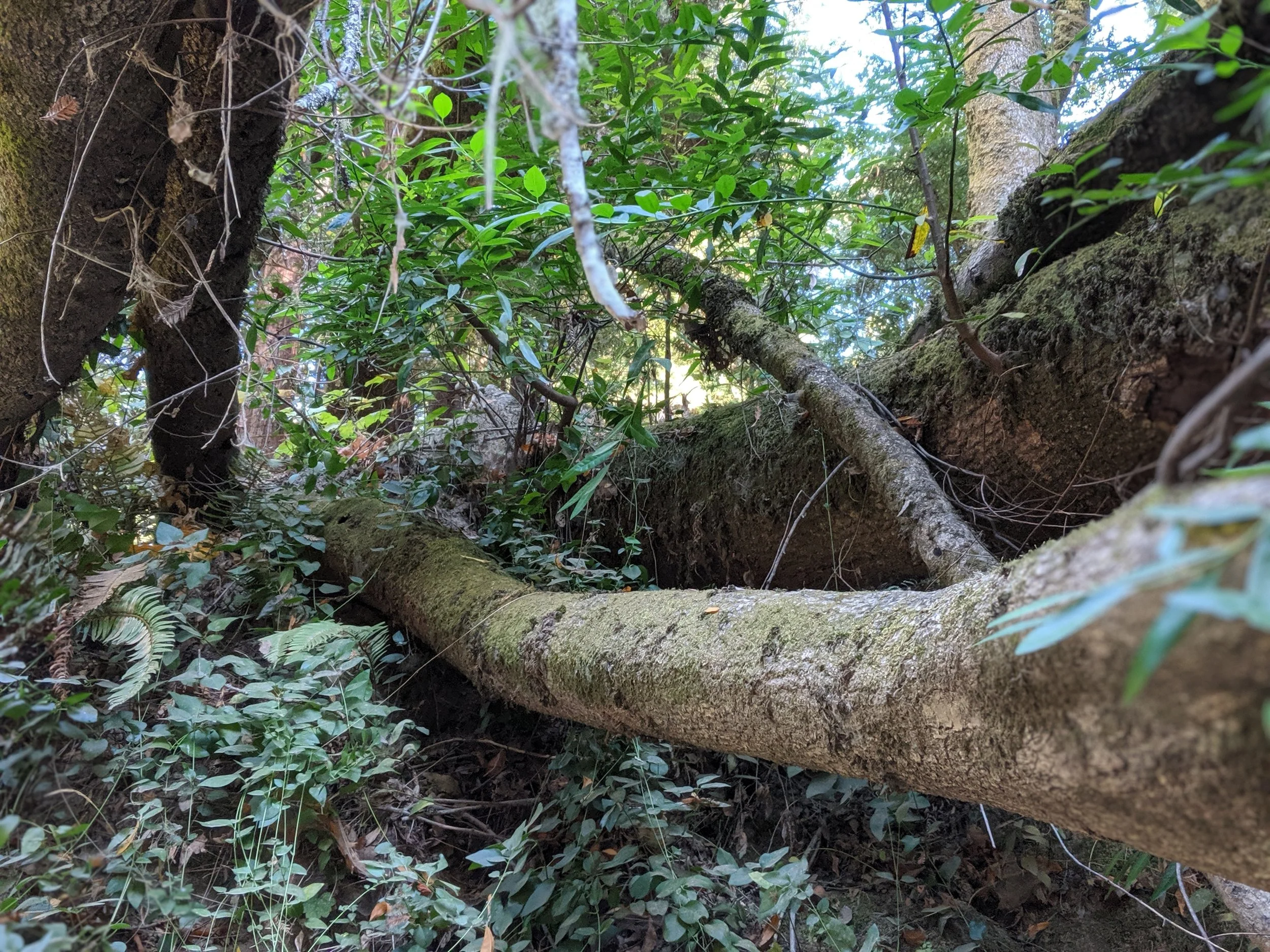 Jesus Sees (Revelation 2:9) – JESUS FAMOUS