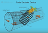 Turtle Excluder Devices — Atlantic Marine Conservation Society