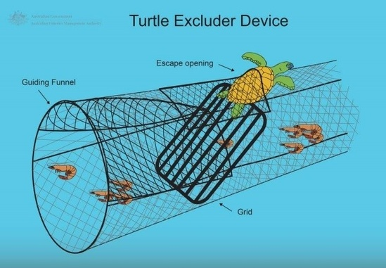 Turtle Excluder Devices — Atlantic Marine Conservation Society