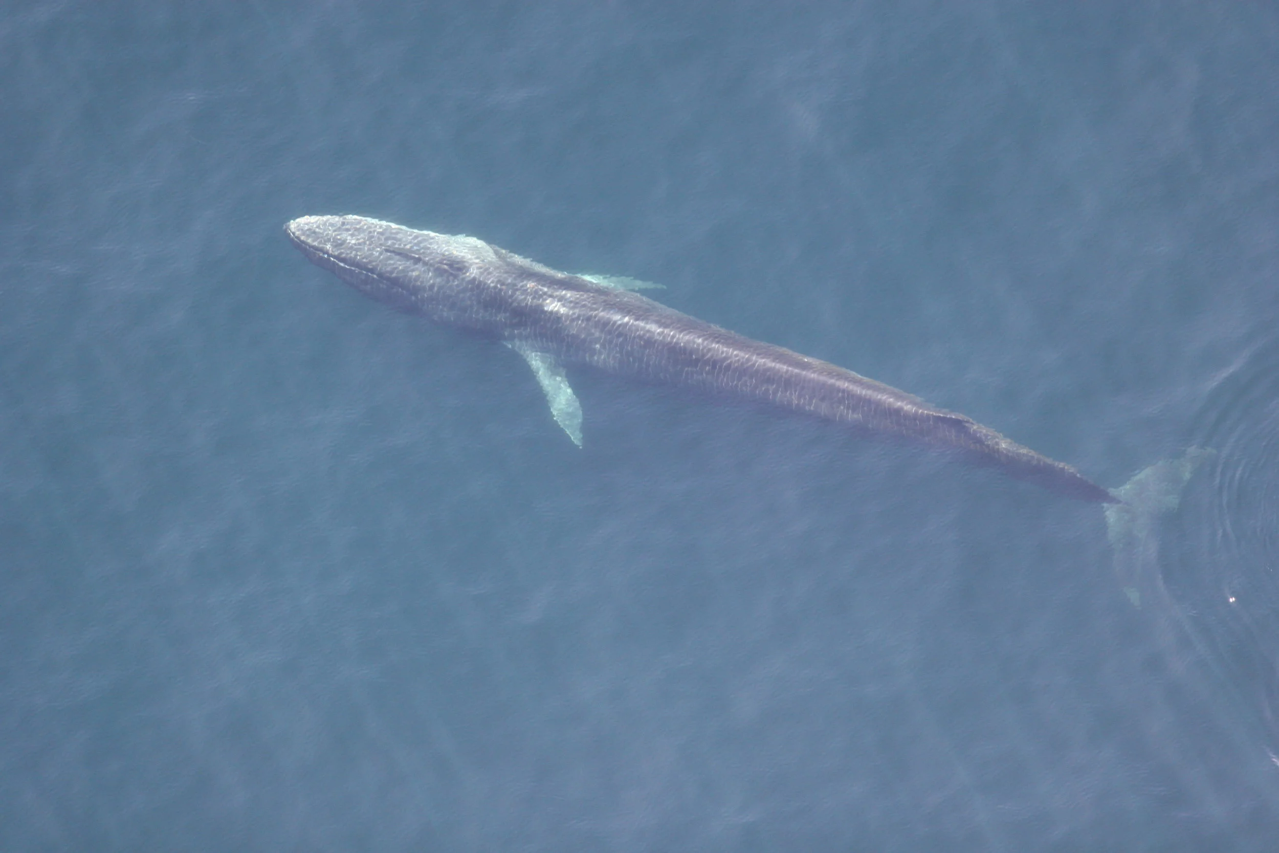 Atlantic Marine Conservation Society