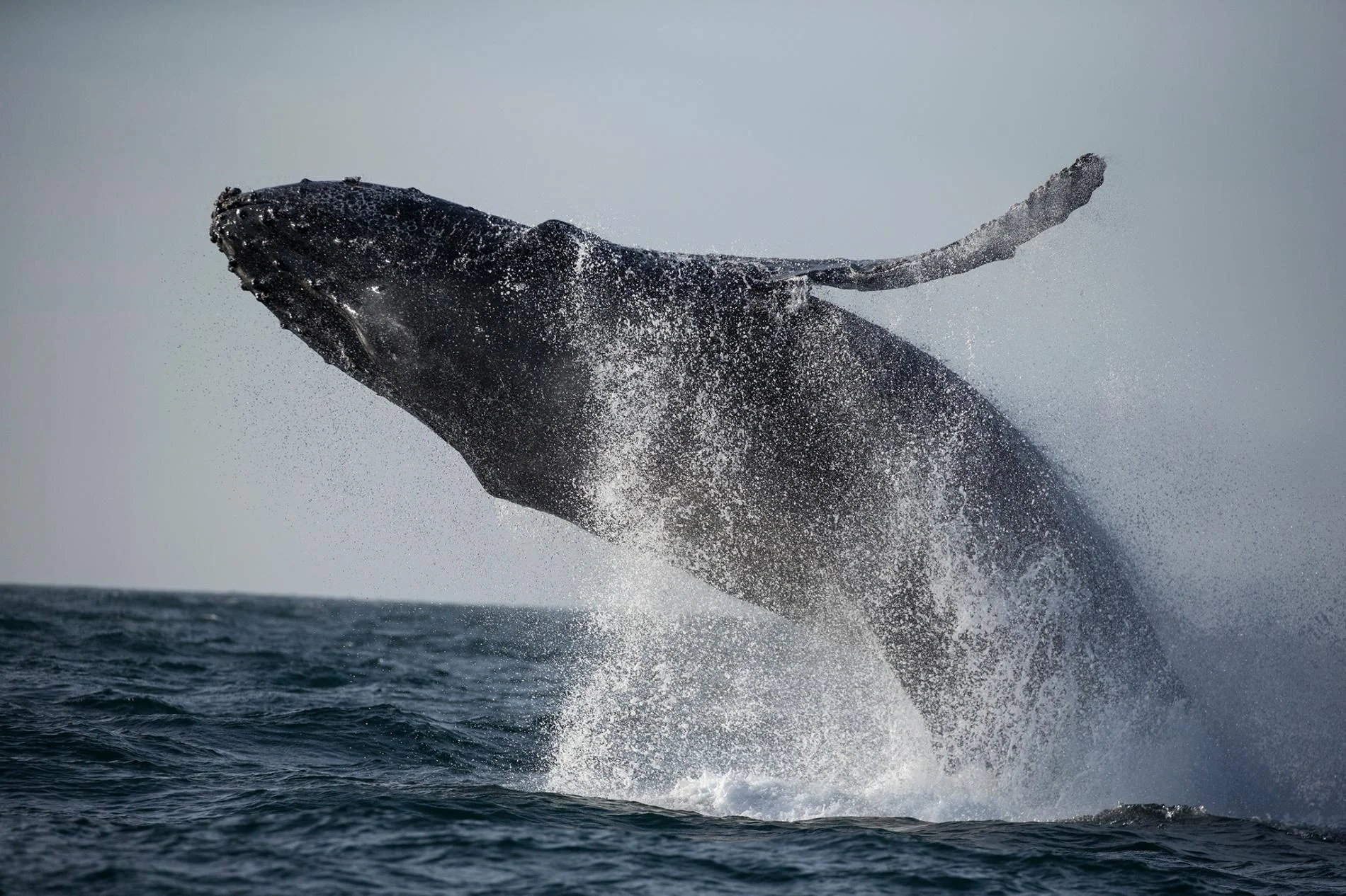 National Geographic Whales Are Dying Along East Coast and Scientists National Geographic Whales Are Dying Along East Coast and Scientists