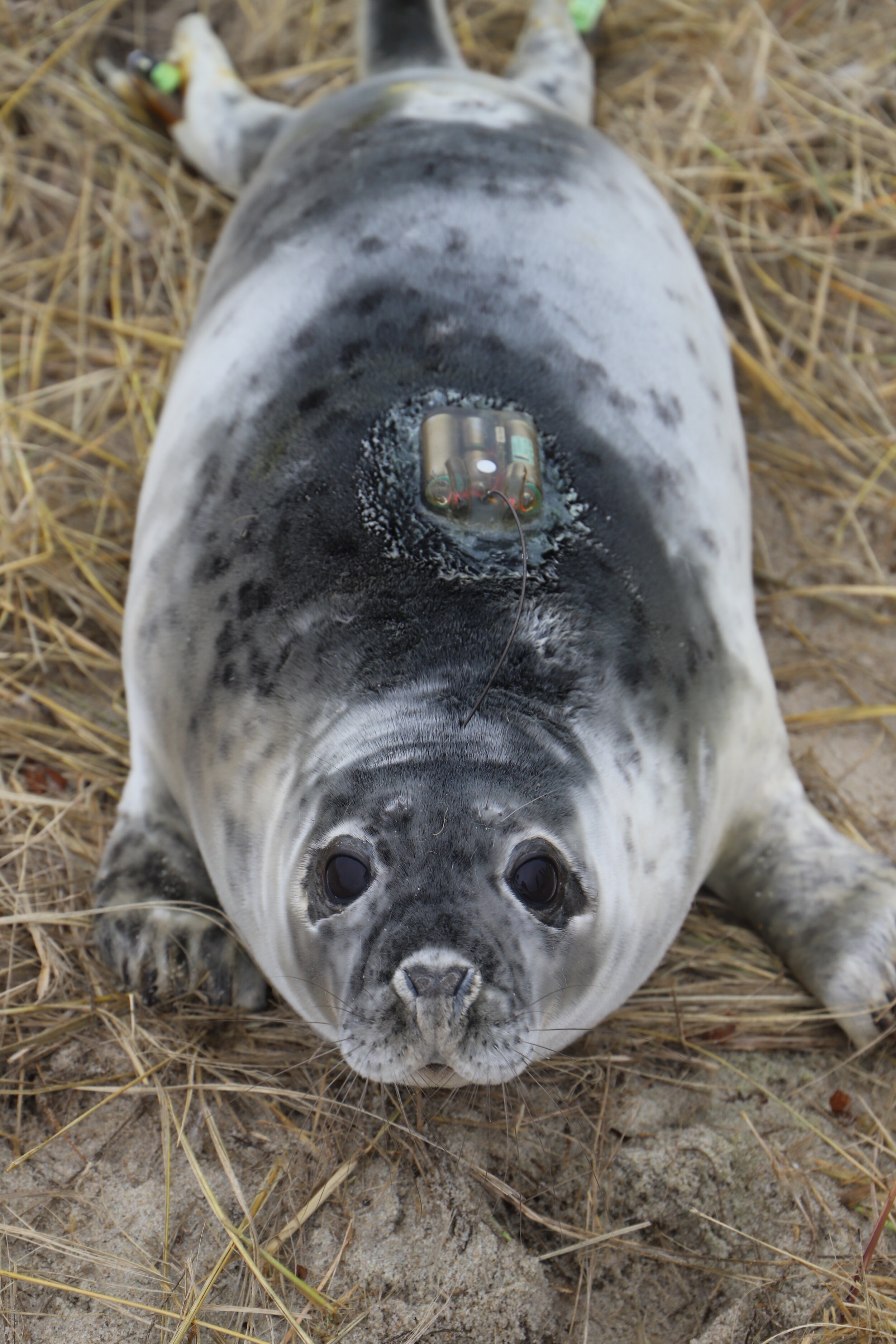 Northwest Atlantic Gray Seal Health Assessments — Atlantic Marine ...