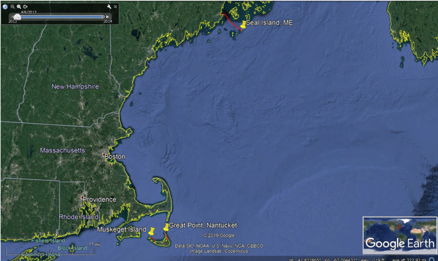 Northwest Atlantic Gray Seal Health Assessments — Atlantic Marine ...