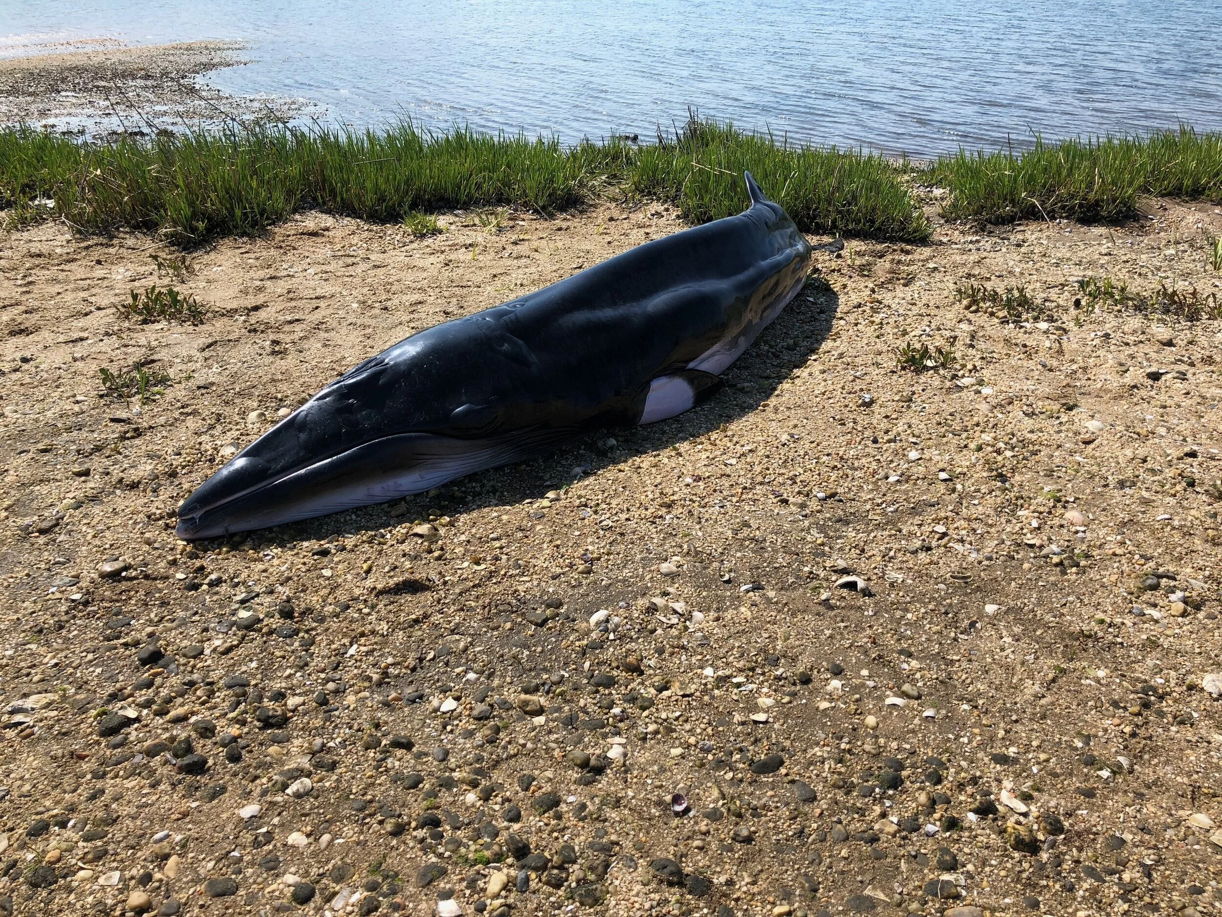 AMSEAS Responds to Minke Whale That Stranded Alive in Oyster Bay ...