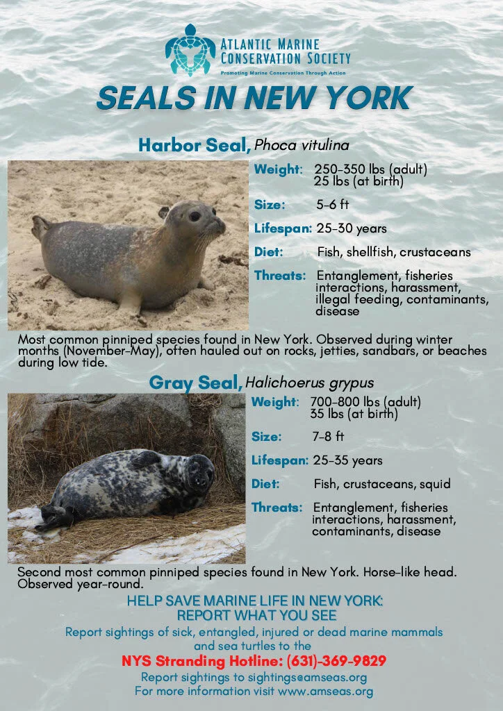 Report Marine Animal Sightings — Atlantic Marine Conservation Society