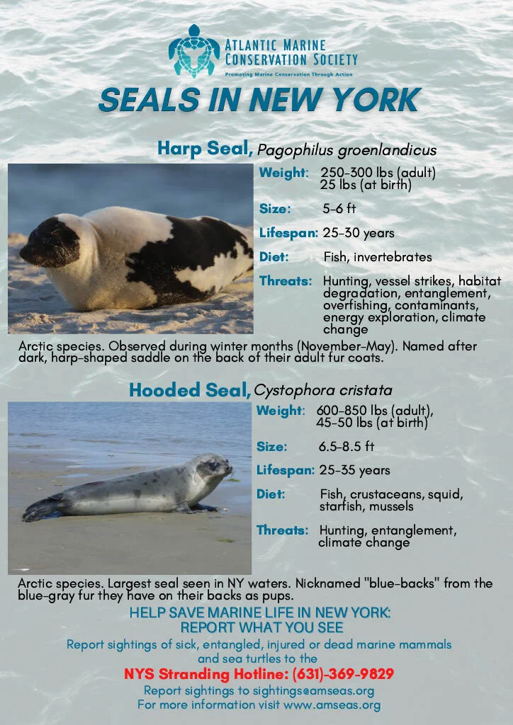 Report Marine Animal Sightings — Atlantic Marine Conservation Society