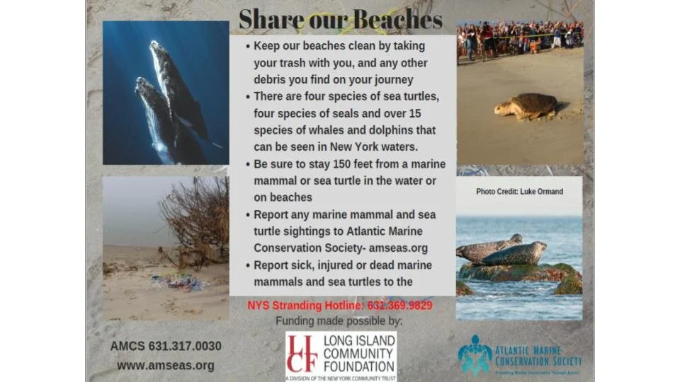 Report Marine Animal Sightings — Atlantic Marine Conservation Society