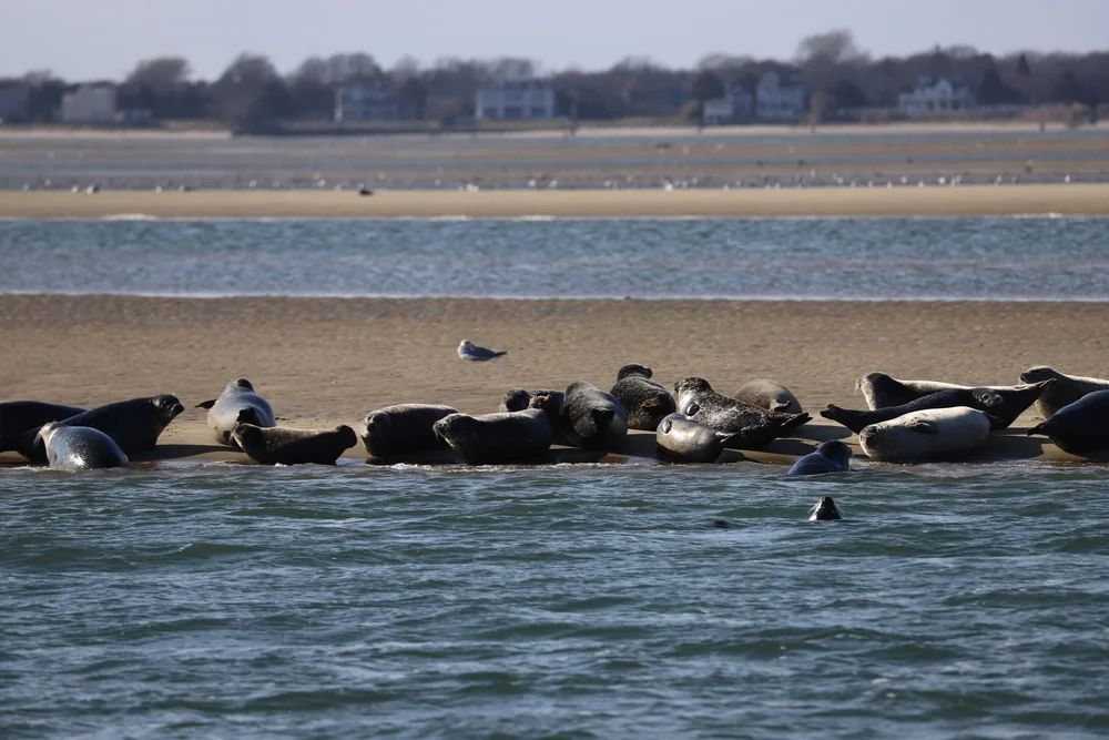 Seals On Land