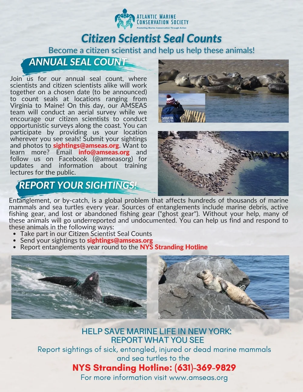Report Marine Animal Sightings — Atlantic Marine Conservation Society